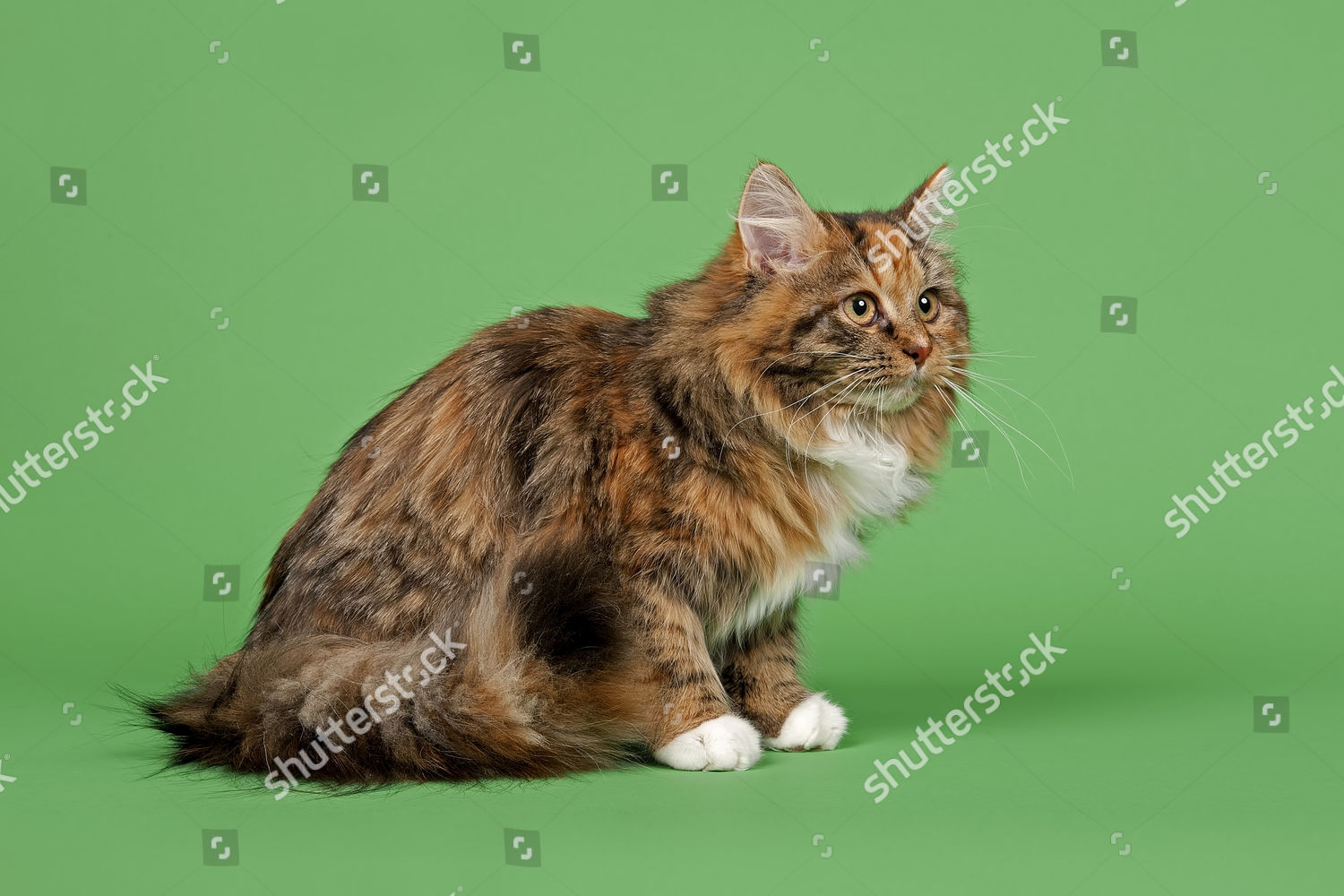 Siberian Forest Cat Editorial Stock Photo - Stock Image | Shutterstock
