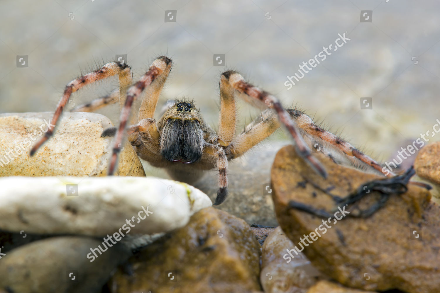 Giant Riverbank Spider Sand Wolf Spider Editorial Stock Photo - Stock ...