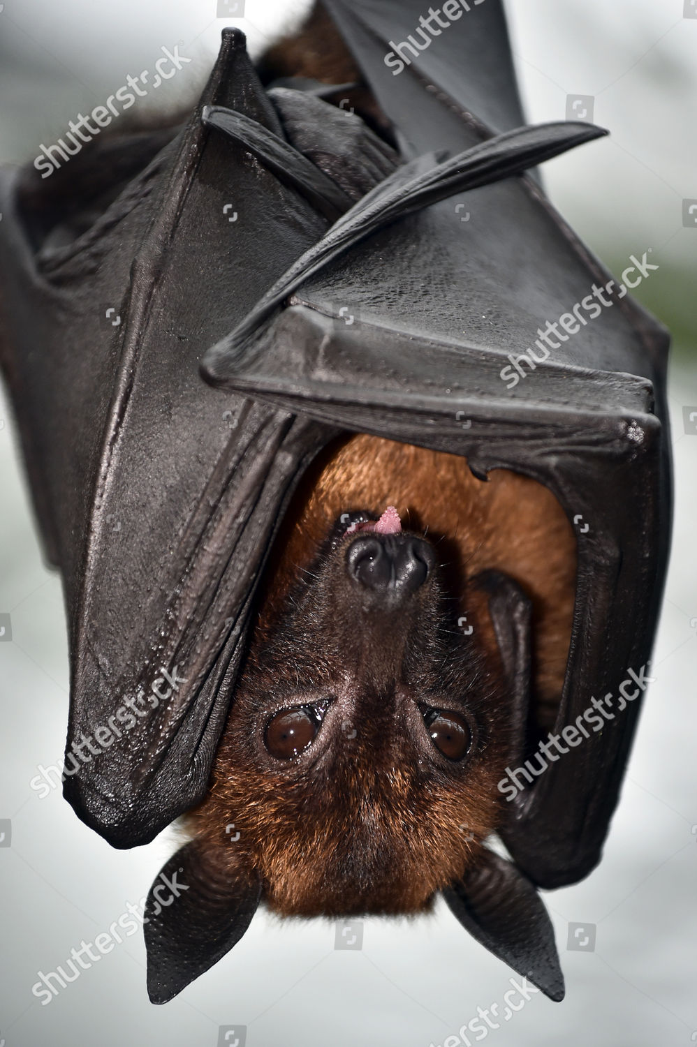Flying Fox Pteropus Sp Native Southeast Editorial Stock Photo - Stock ...
