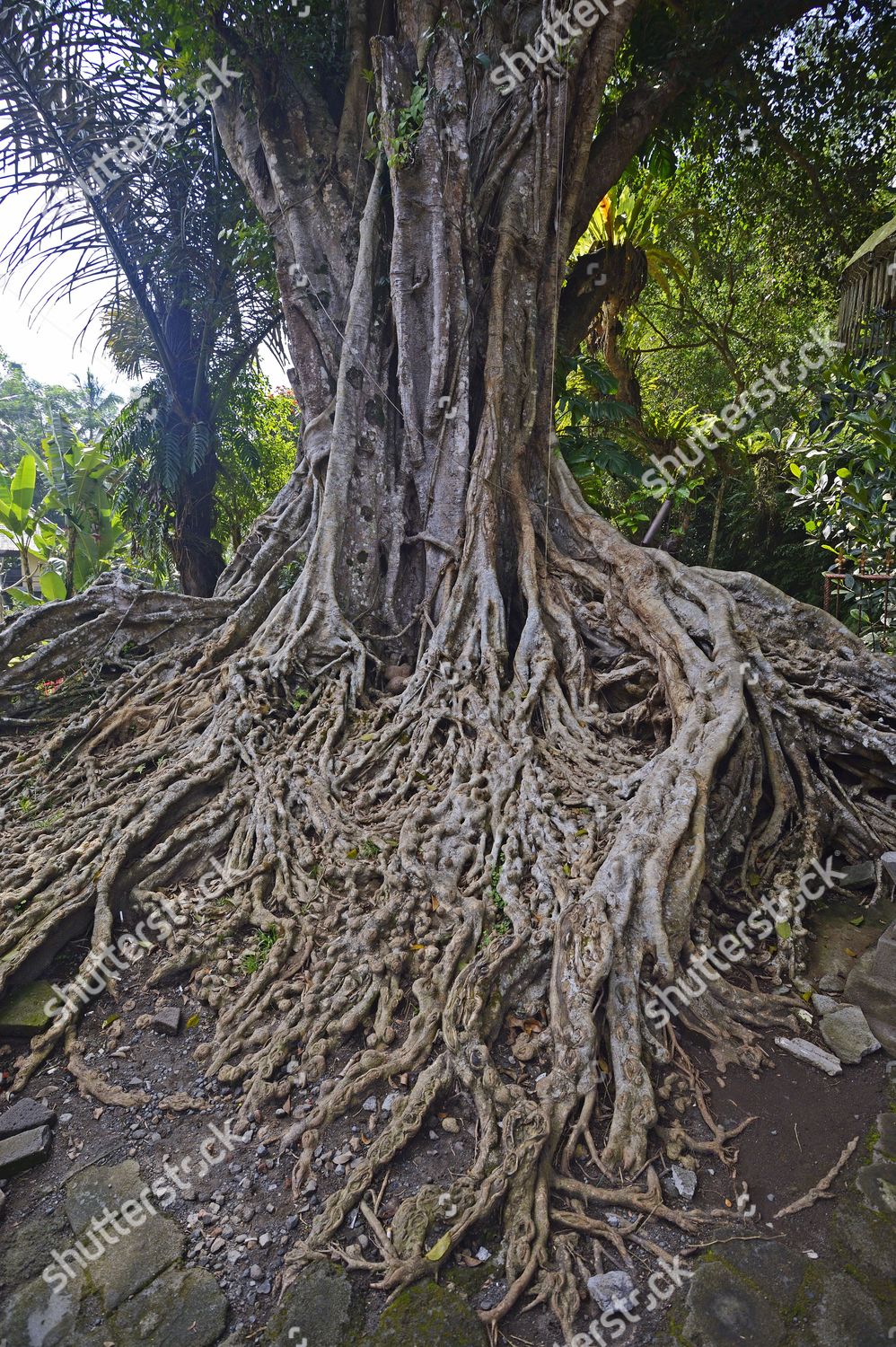 Aerial Roots Ficus Tree Tirta Empul Editorial Stock Photo - Stock Image ...