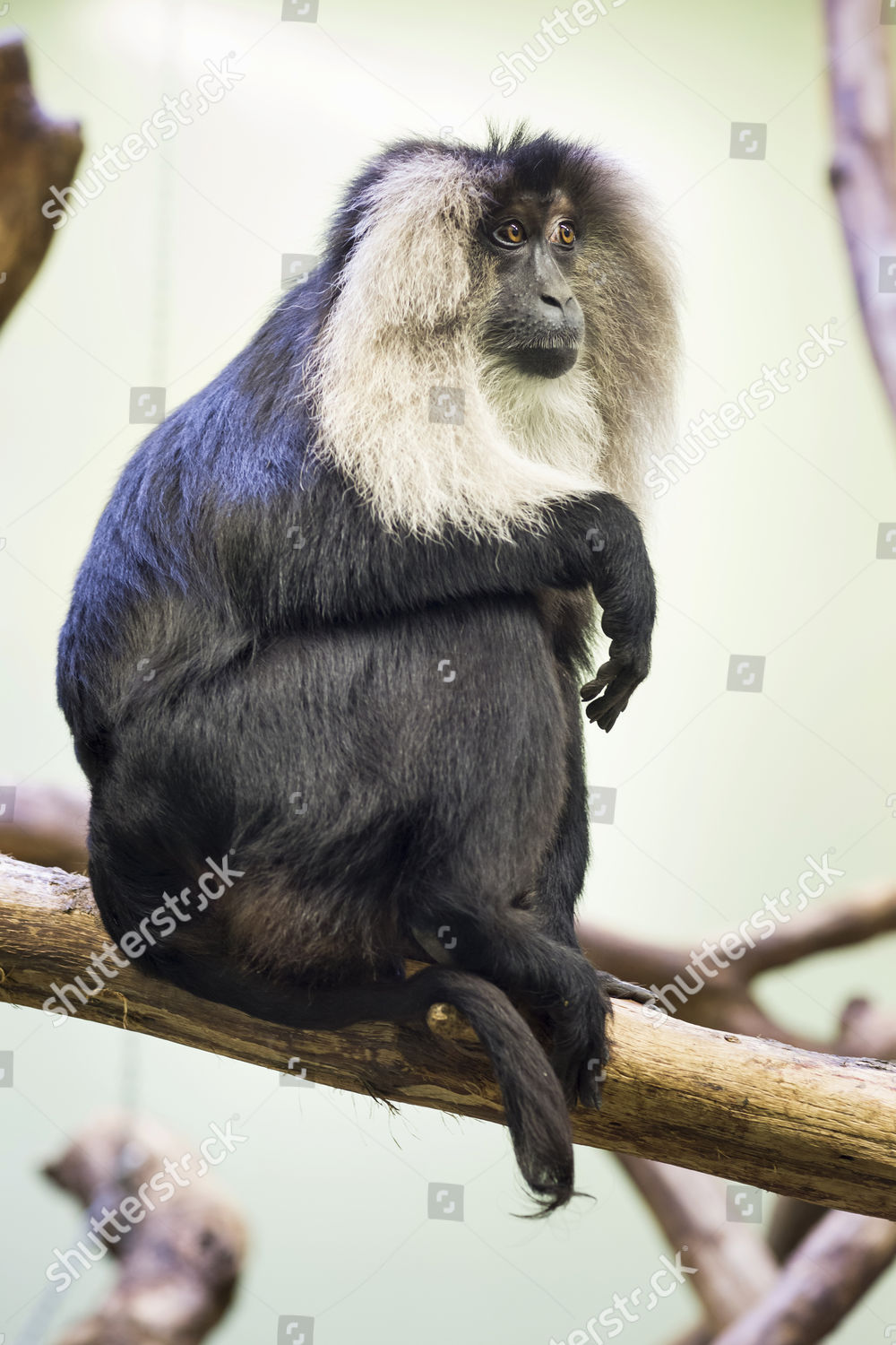 Liontailed Macaque Wanderoo Macaca Silenus Native Editorial Stock Photo ...