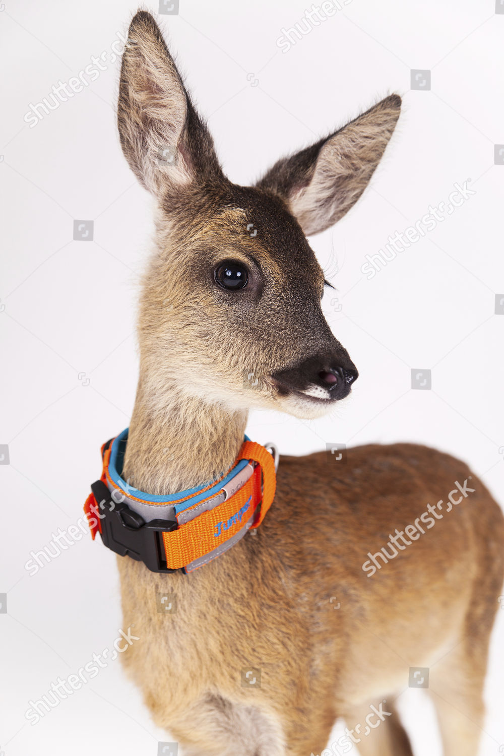 Roe Deer Capreolus Capreolus Fawn Collar Editorial Stock Photo - Stock ...