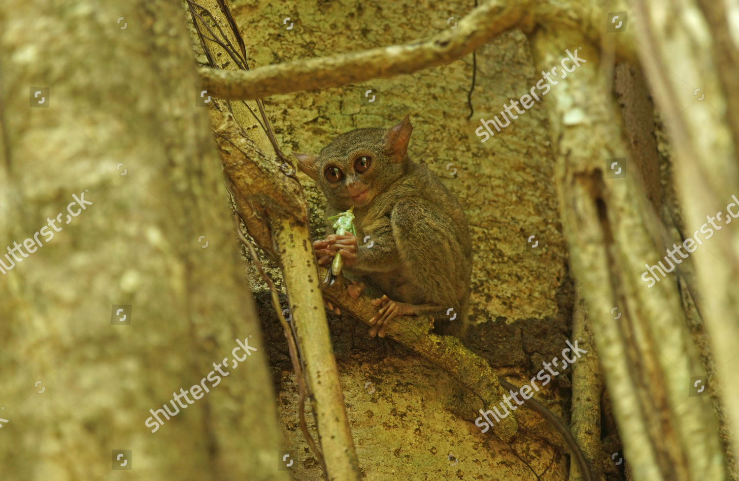 Spectral Tarsier Tarsius Spectrum Tarsius Tarsier Editorial Stock Photo ...