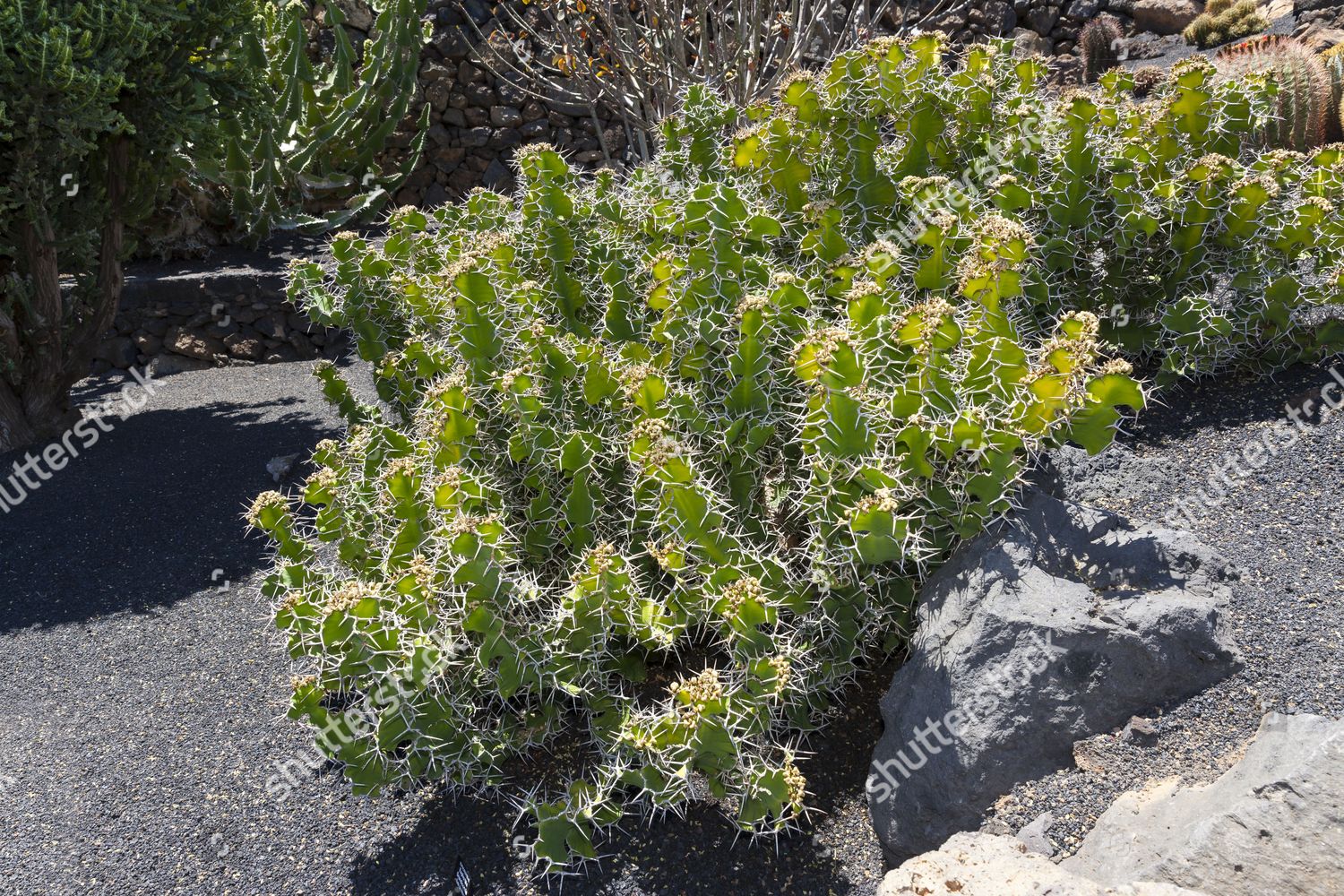 Euphorbia Grandicornis Spurge Species Native East Editorial Stock Photo ...