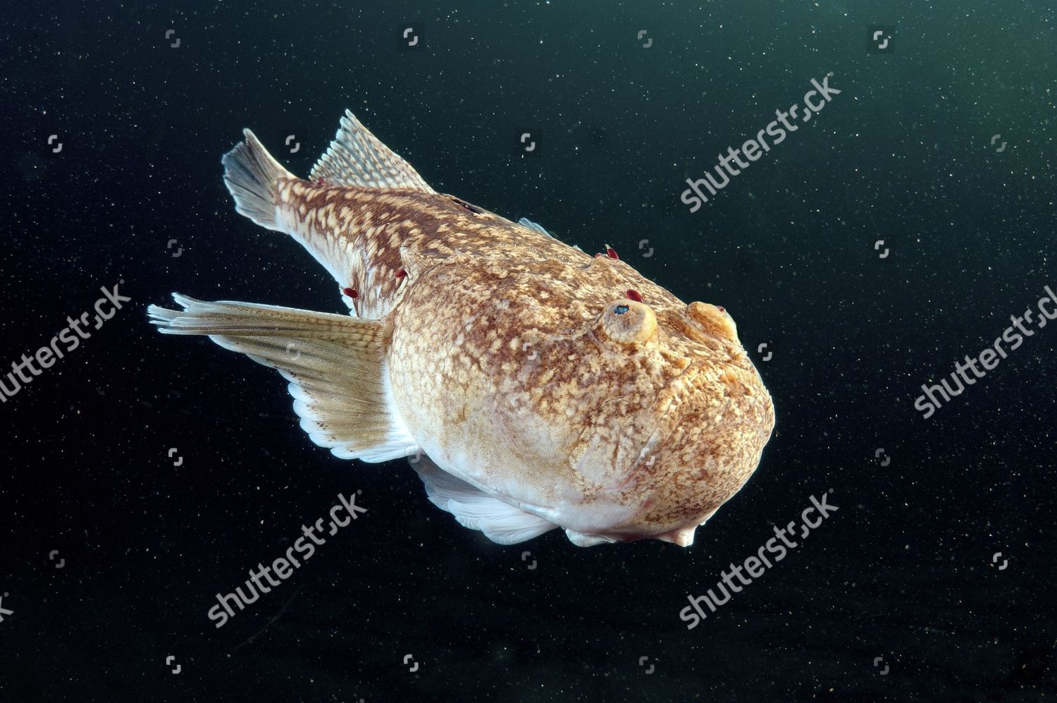 Atlantic Stargazer Uranoscopus Scaber Black Sea Editorial Stock Photo ...