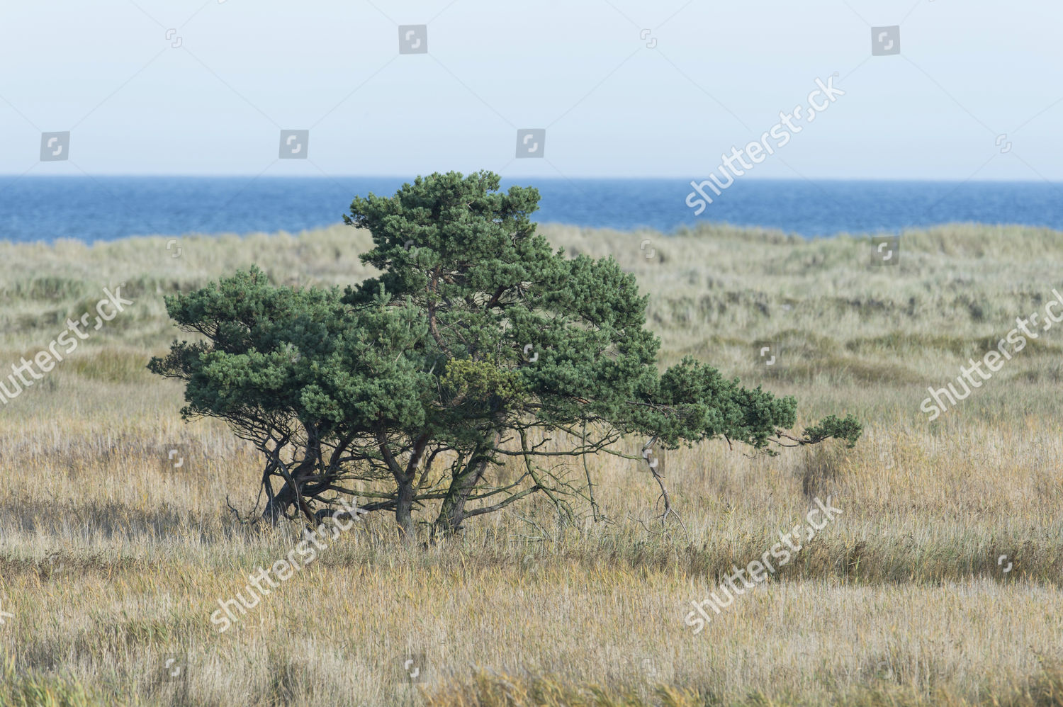 Pine Trees Pinus Sylvestris Baltic Sea Editorial Stock Photo - Stock ...