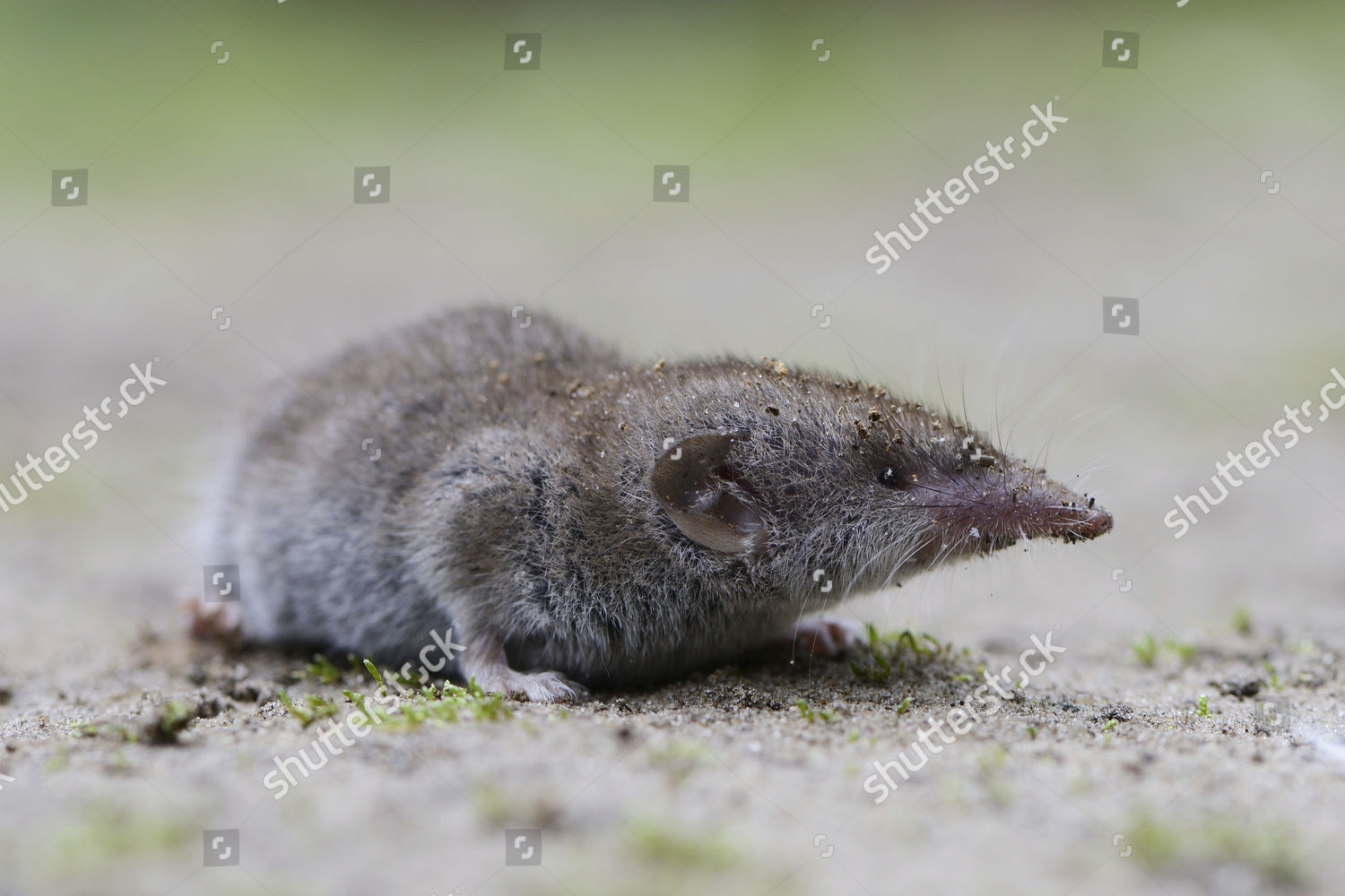Lesser Whitetoothed Shrew Crocidura Suaveolens Emsland Editorial Stock ...