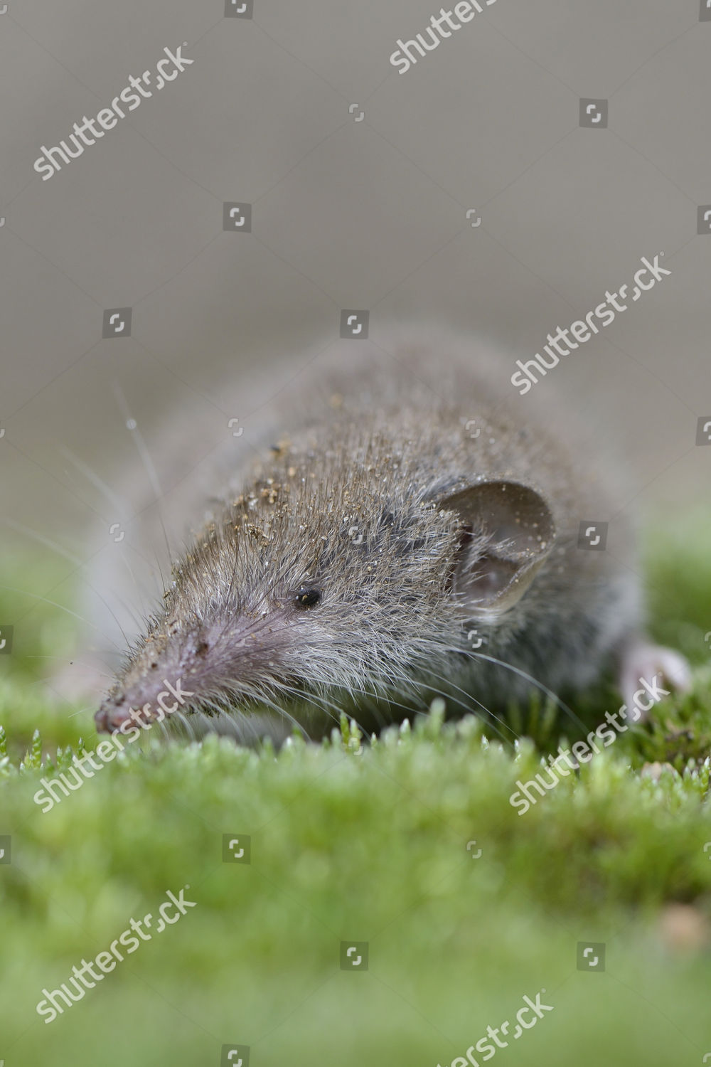 Lesser Whitetoothed Shrew Crocidura Suaveolens Emsland Editorial Stock ...
