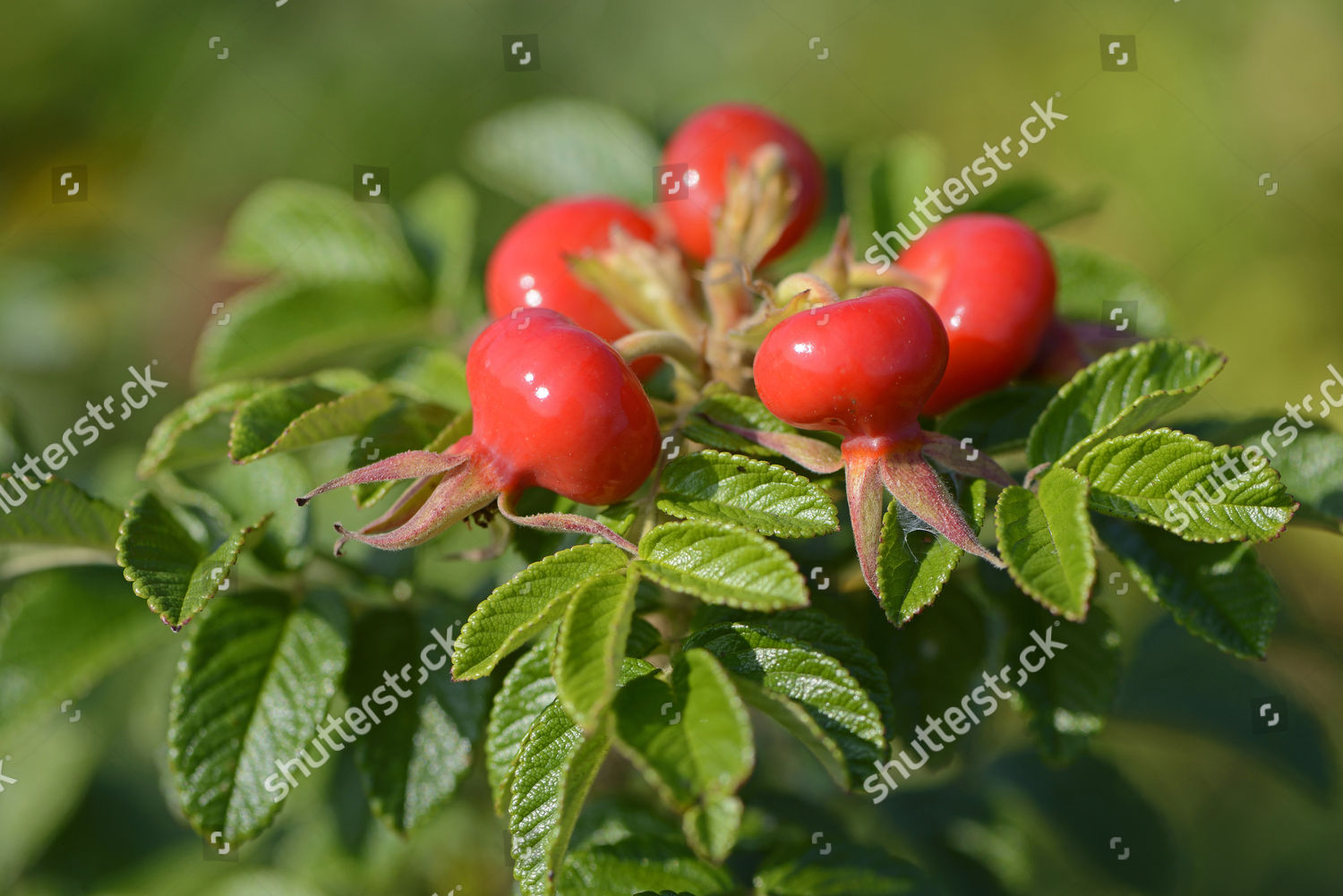 Rose Hips Rugosa Rose Rosa Rugosa Editorial Stock Photo - Stock Image ...