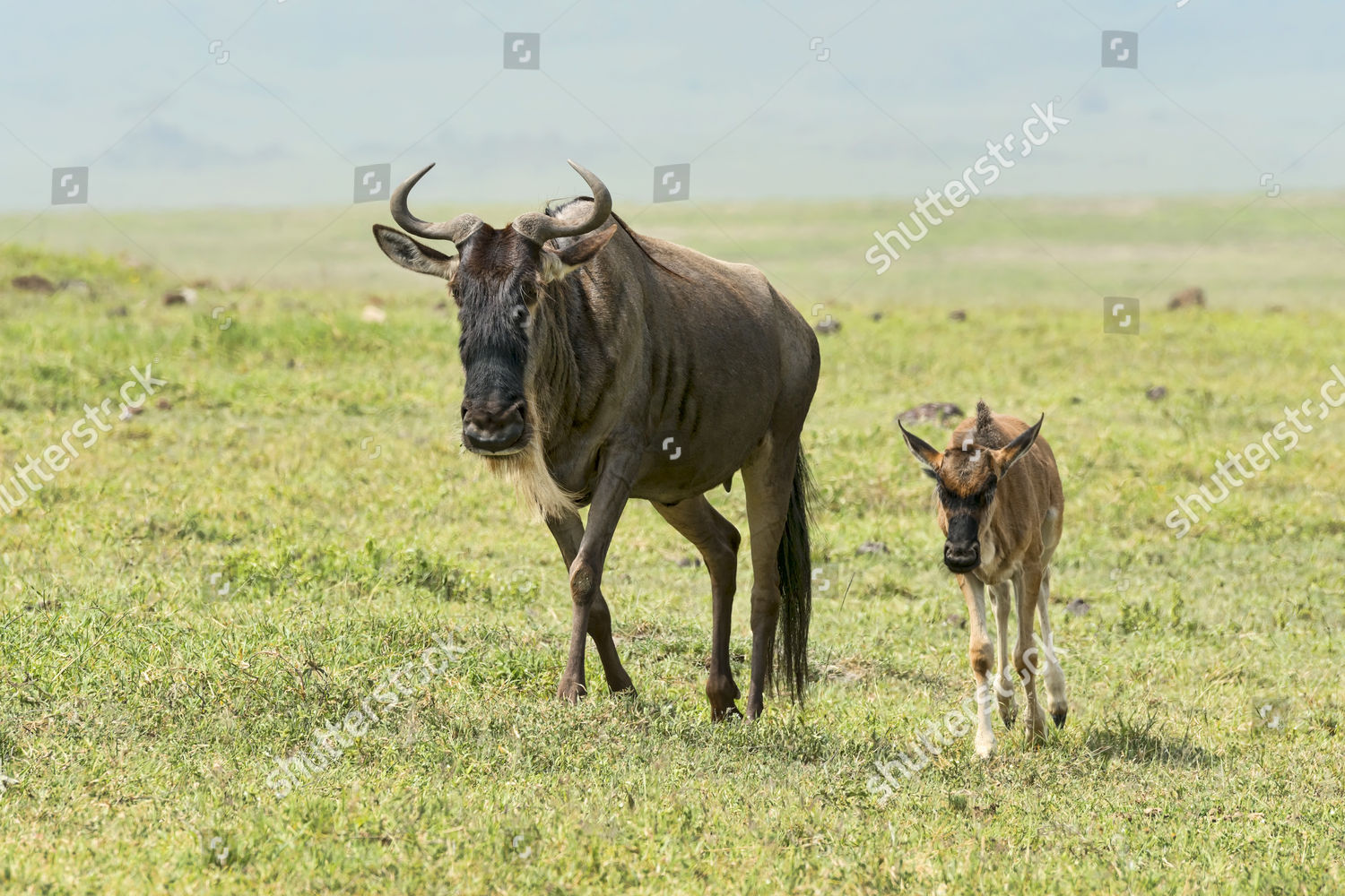Blue Wildebeest Connochaetes Taurinus Cow Calf Editorial Stock Photo ...