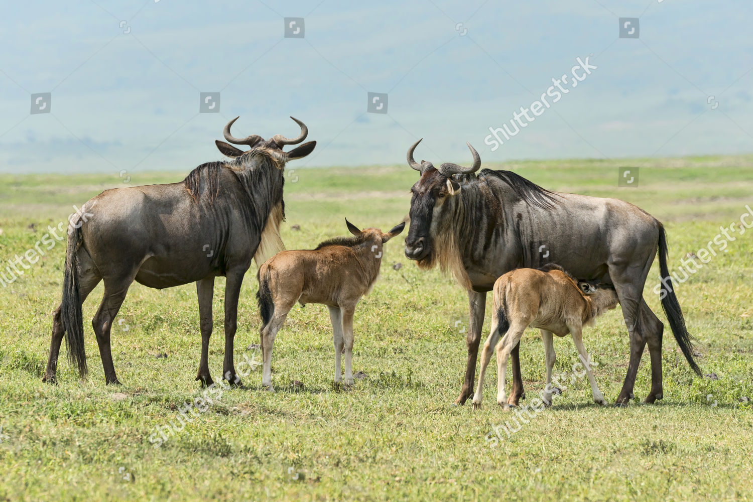 Blue Wildebeest Connochaetes Taurinus Cows Calves Editorial Stock Photo ...