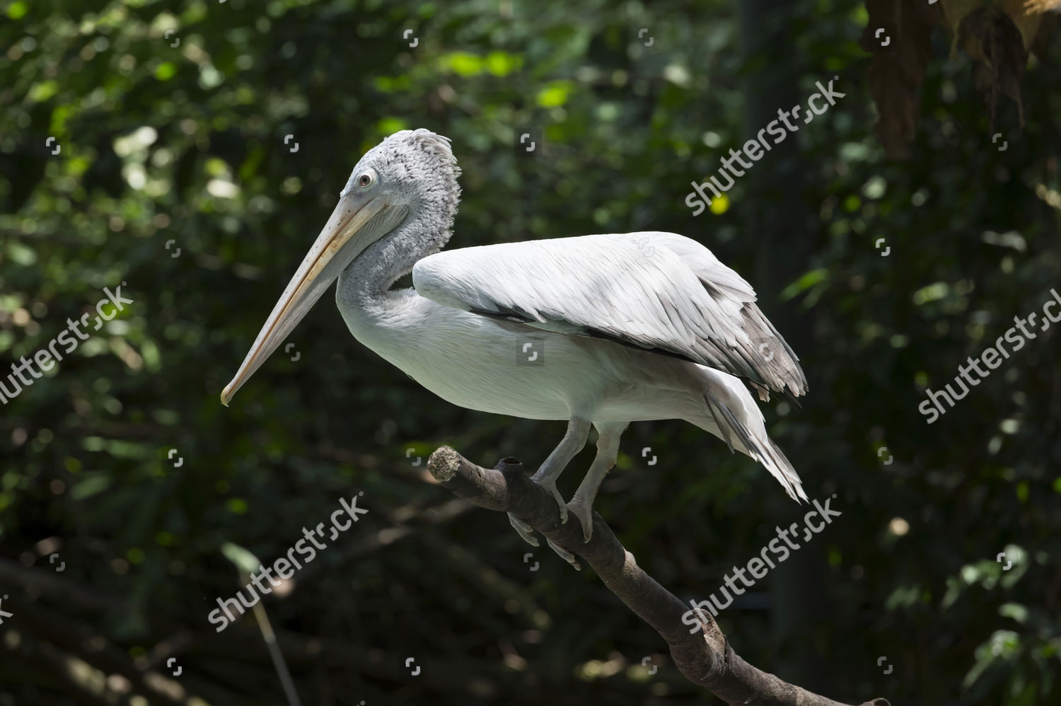 Spotbilled Pelican Grey Pelican Pelecanus Philippensis Editorial Stock ...