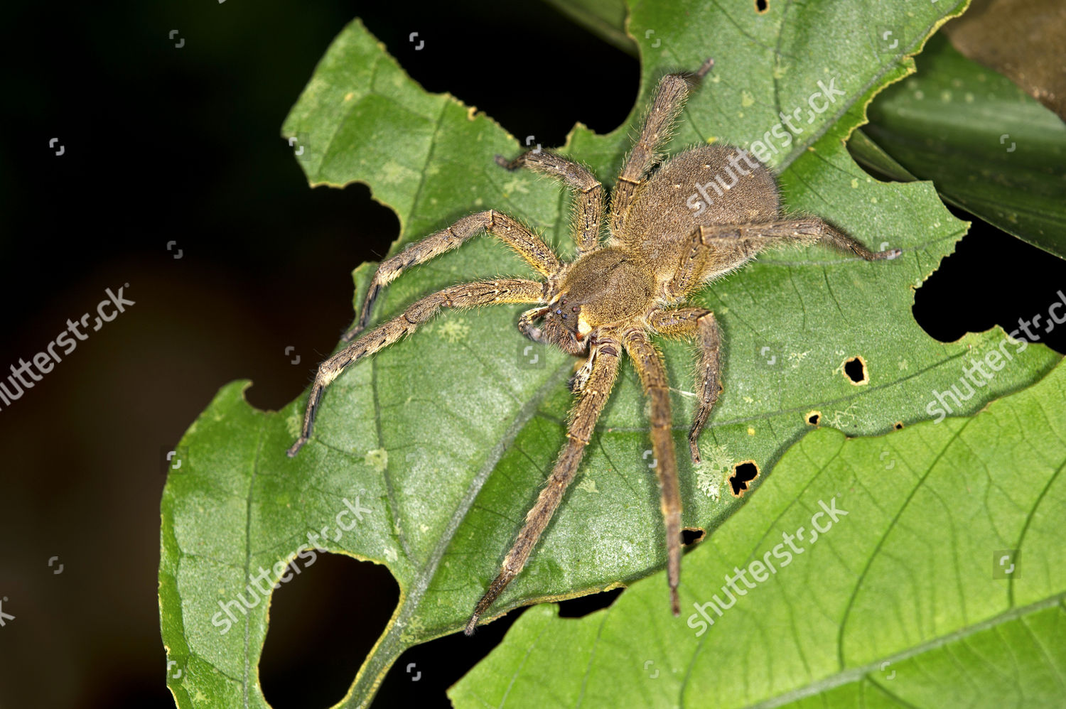 Brazilian Wandering Spider Banana Spider Phoneutria Editorial Stock ...