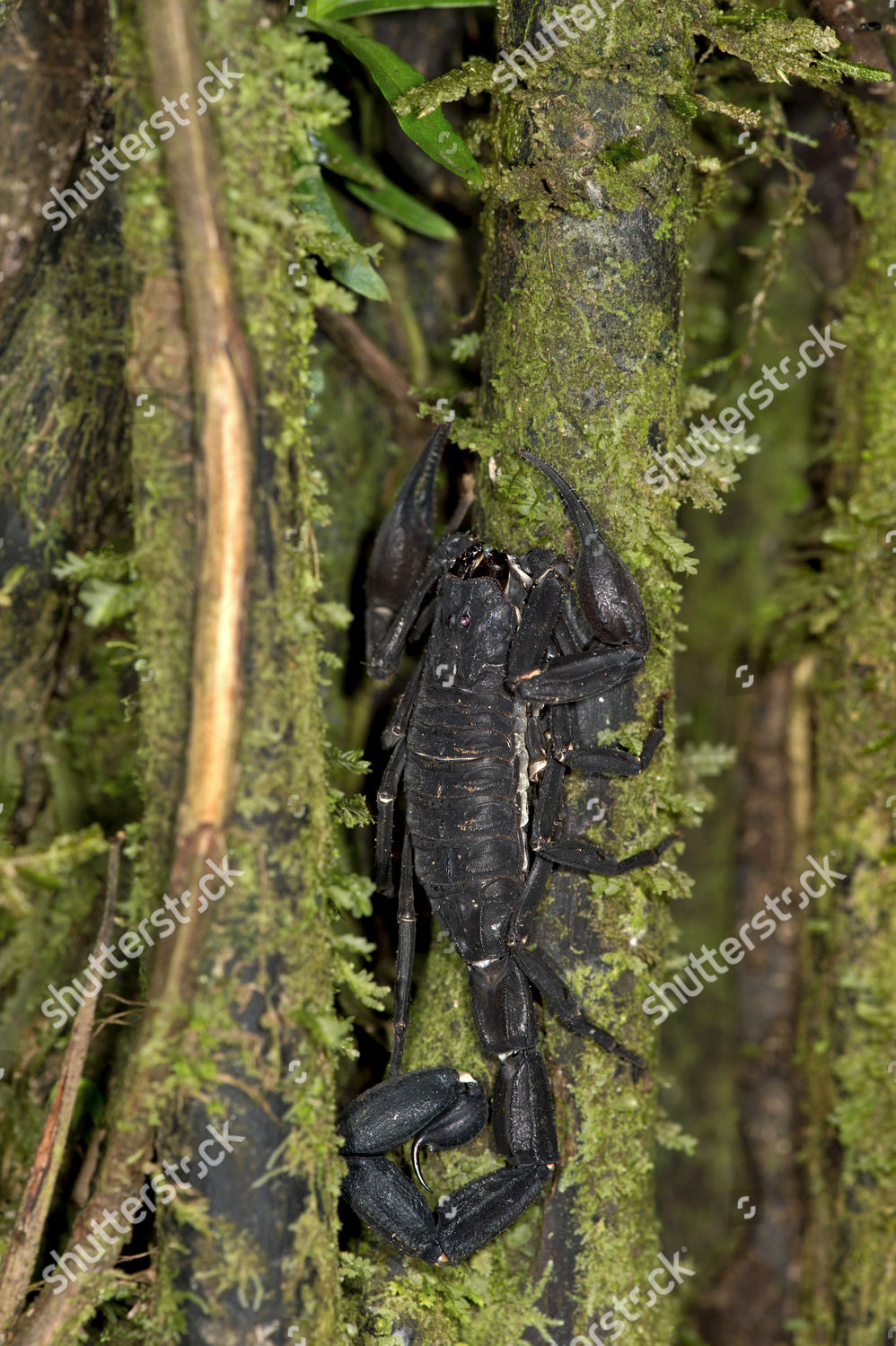 Scorpion Genus Tityus Buthidae Family Tambopata Editorial Stock Photo ...