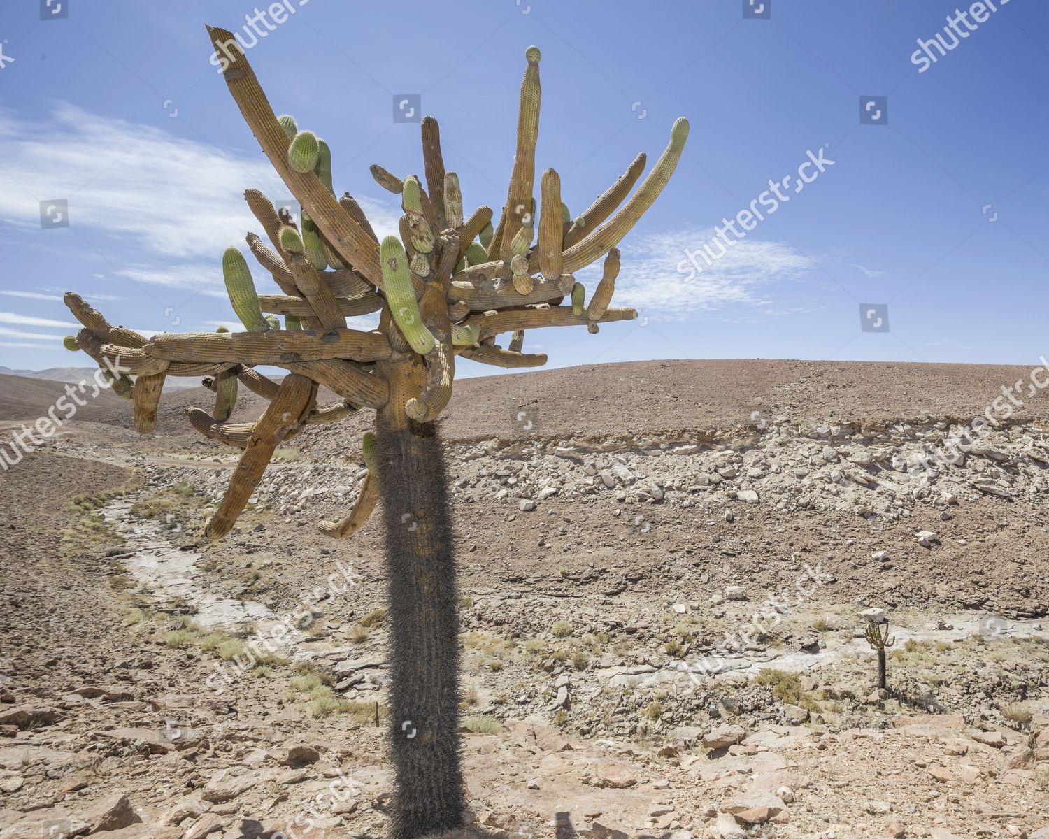 Candelabra Cactus Browningia Candelaris Arica Y Editorial Stock Photo ...