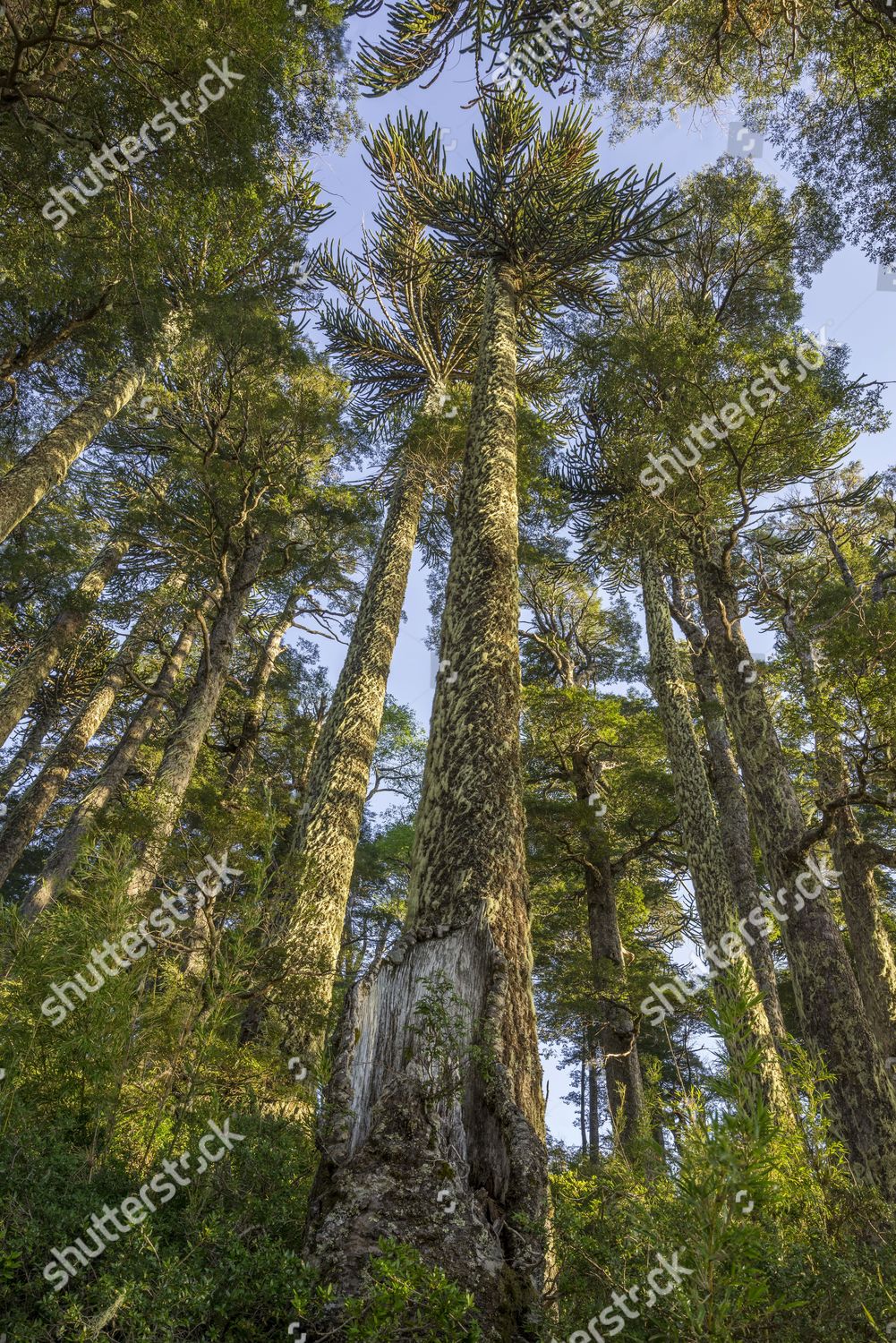 Trees Laguna National Park Melipeuco De Editorial Stock Photo - Stock ...