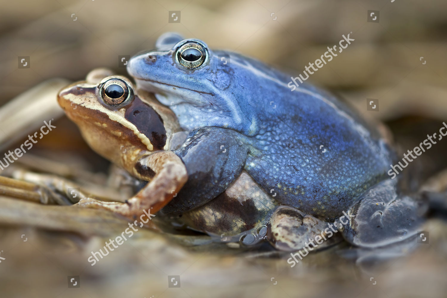 Moor Frogs Rana Arvalis Mating Middle Editorial Stock Photo - Stock ...