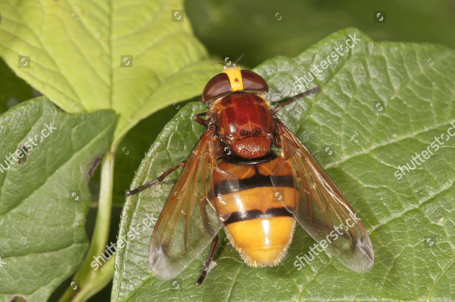 Hornet Mimic Hoverfly Volucella Zonaria Female Editorial Stock Photo ...
