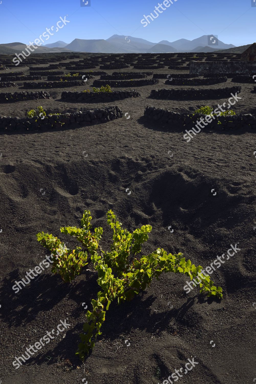 Worldwide Unique Cultivation Method Dry Cultivation Editorial Stock ...