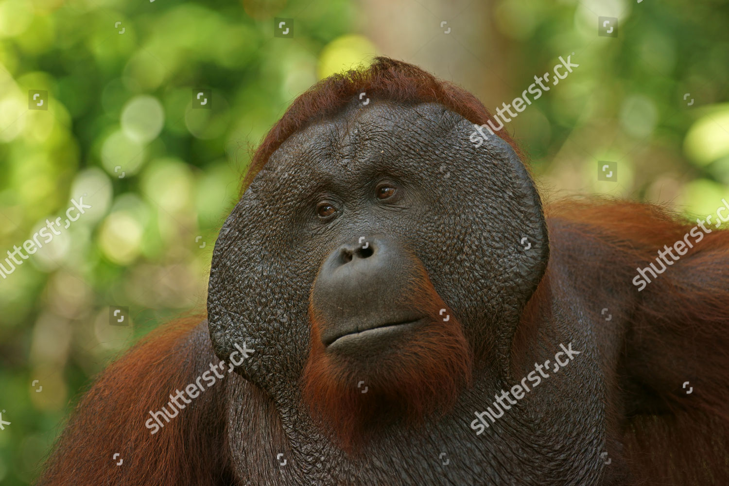 Bornean Orangutan Pongo Pygmaeus Male Tanjung Editorial Stock Photo ...