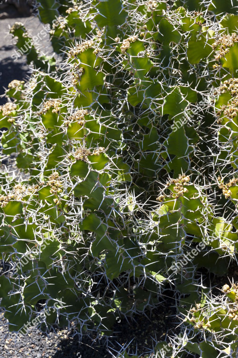 Euphorbia Grandicornis Spurge Species Native East Editorial Stock Photo ...