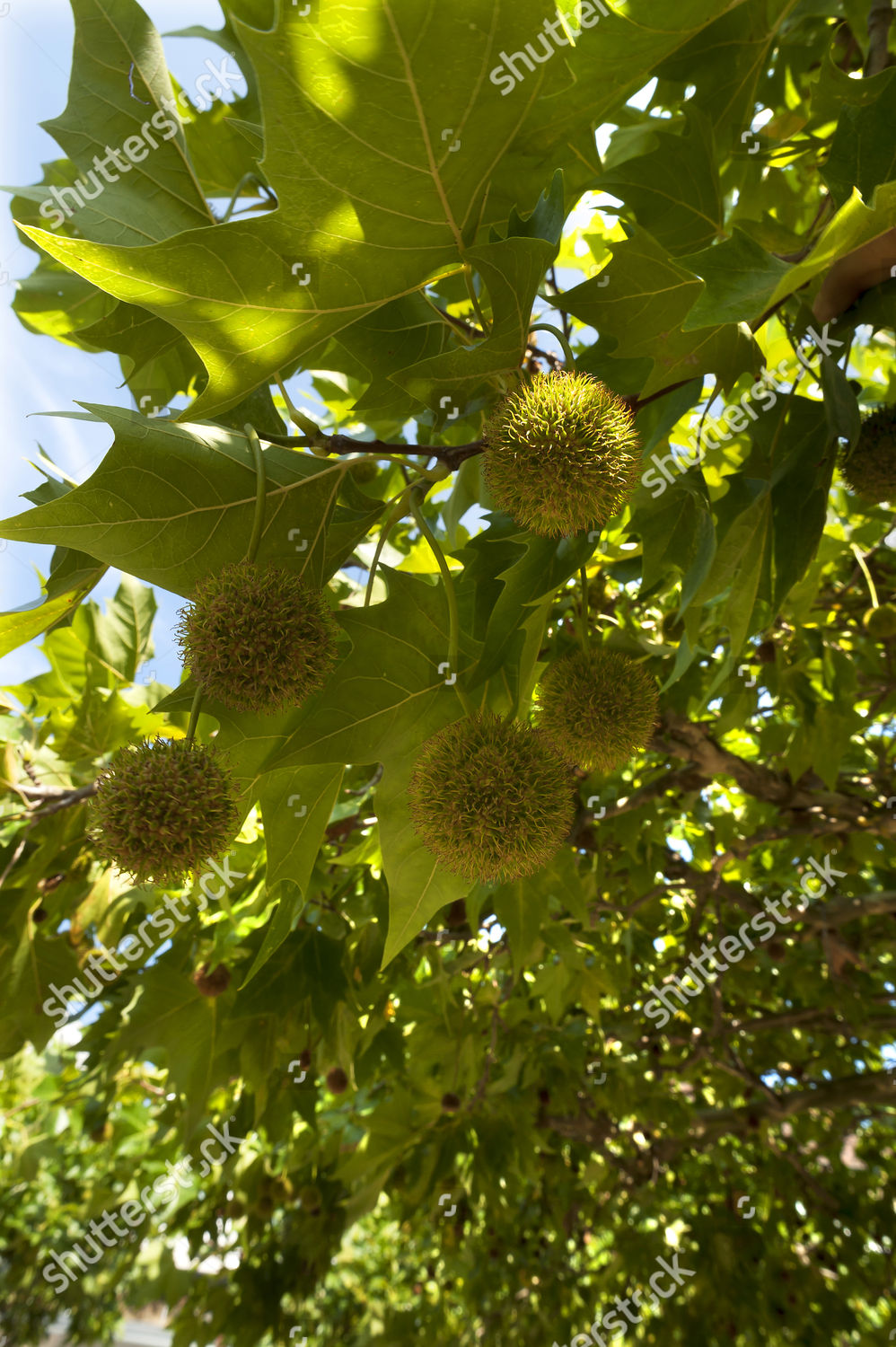 American Sycamore American Plane Tree Platanus Editorial Stock Photo ...