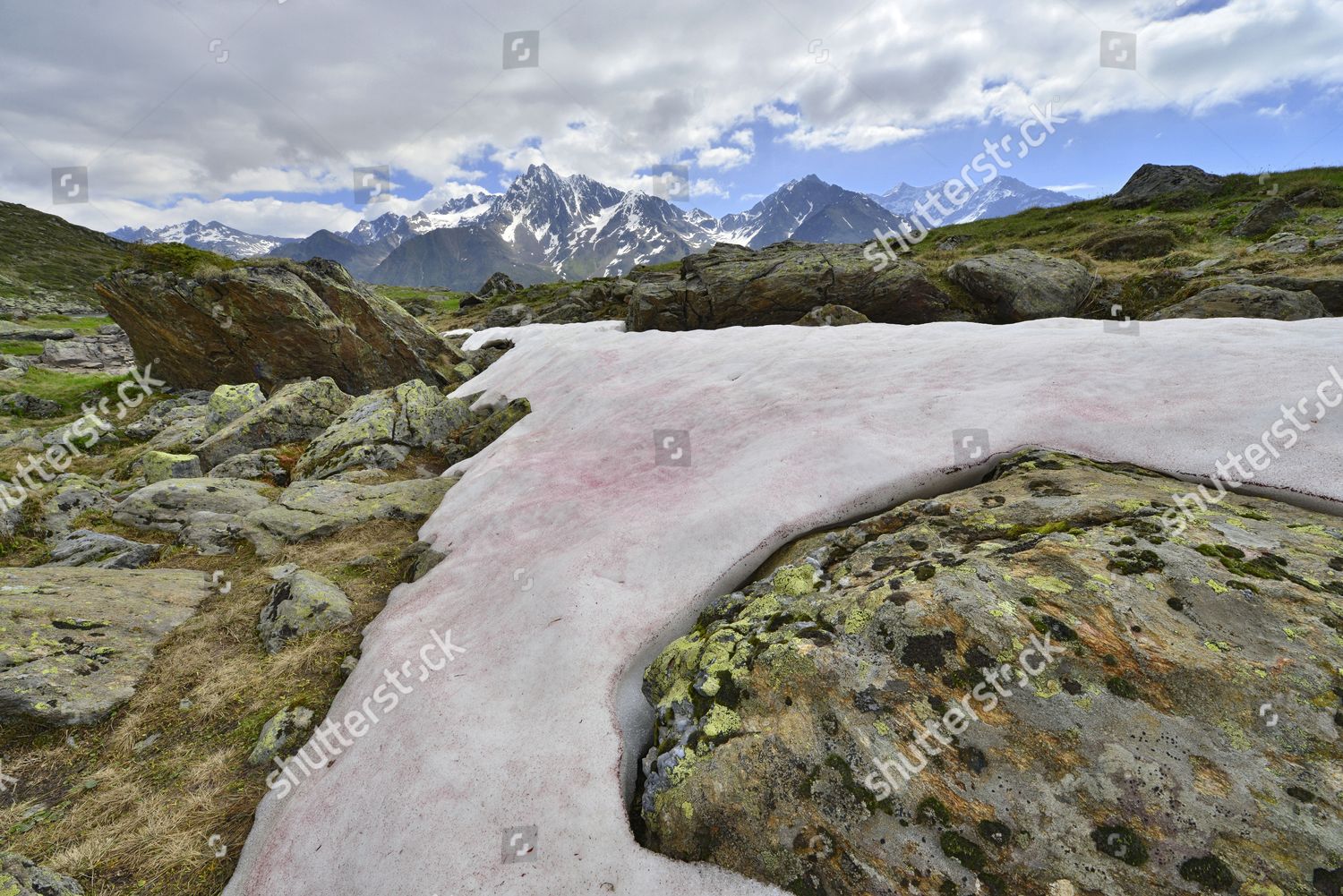 Snow Alga Snow Algae Chlamydomonas Nivalis Editorial Stock Photo ...