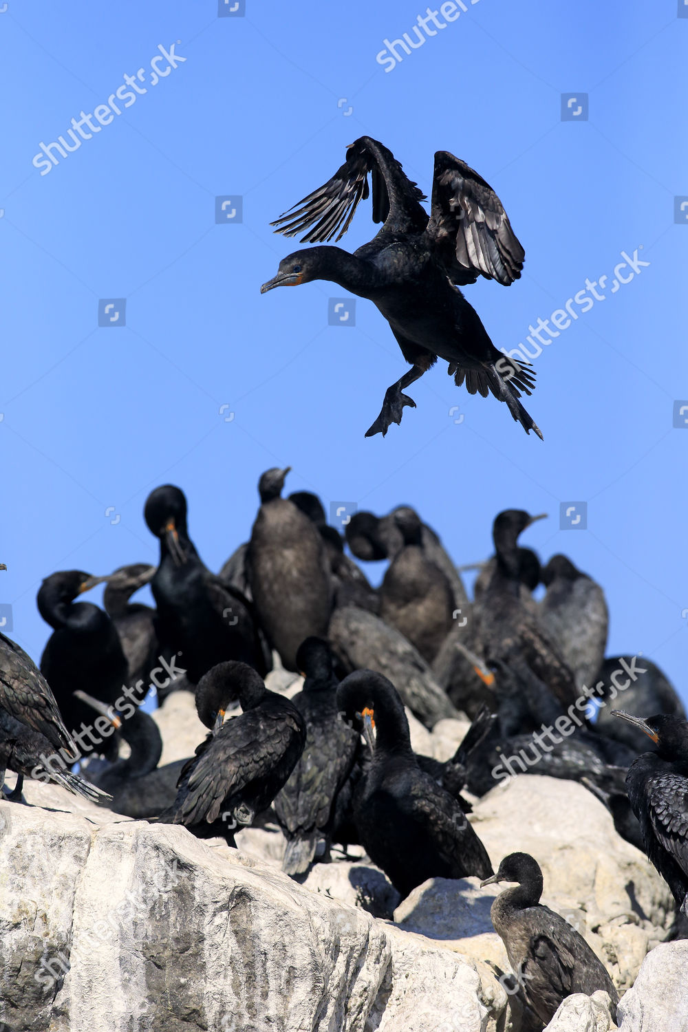 Cape Cormorant Phalacrocorax Capensis Adult Flying Editorial Stock ...