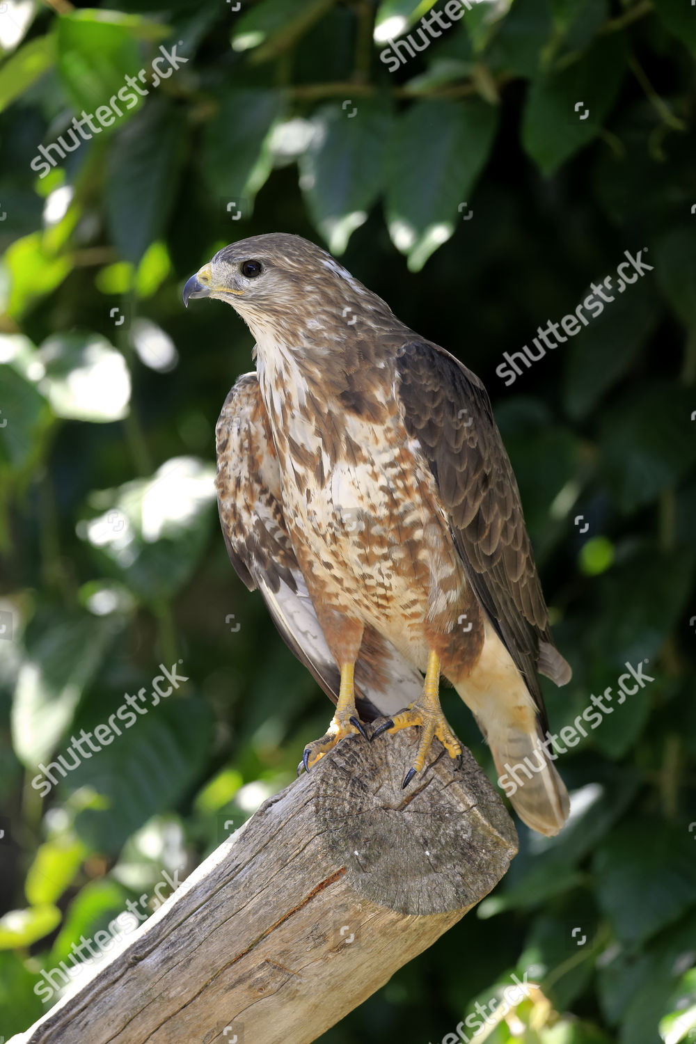 Buzzard Buteo Buteo Adult On Perch Editorial Stock Photo - Stock Image ...