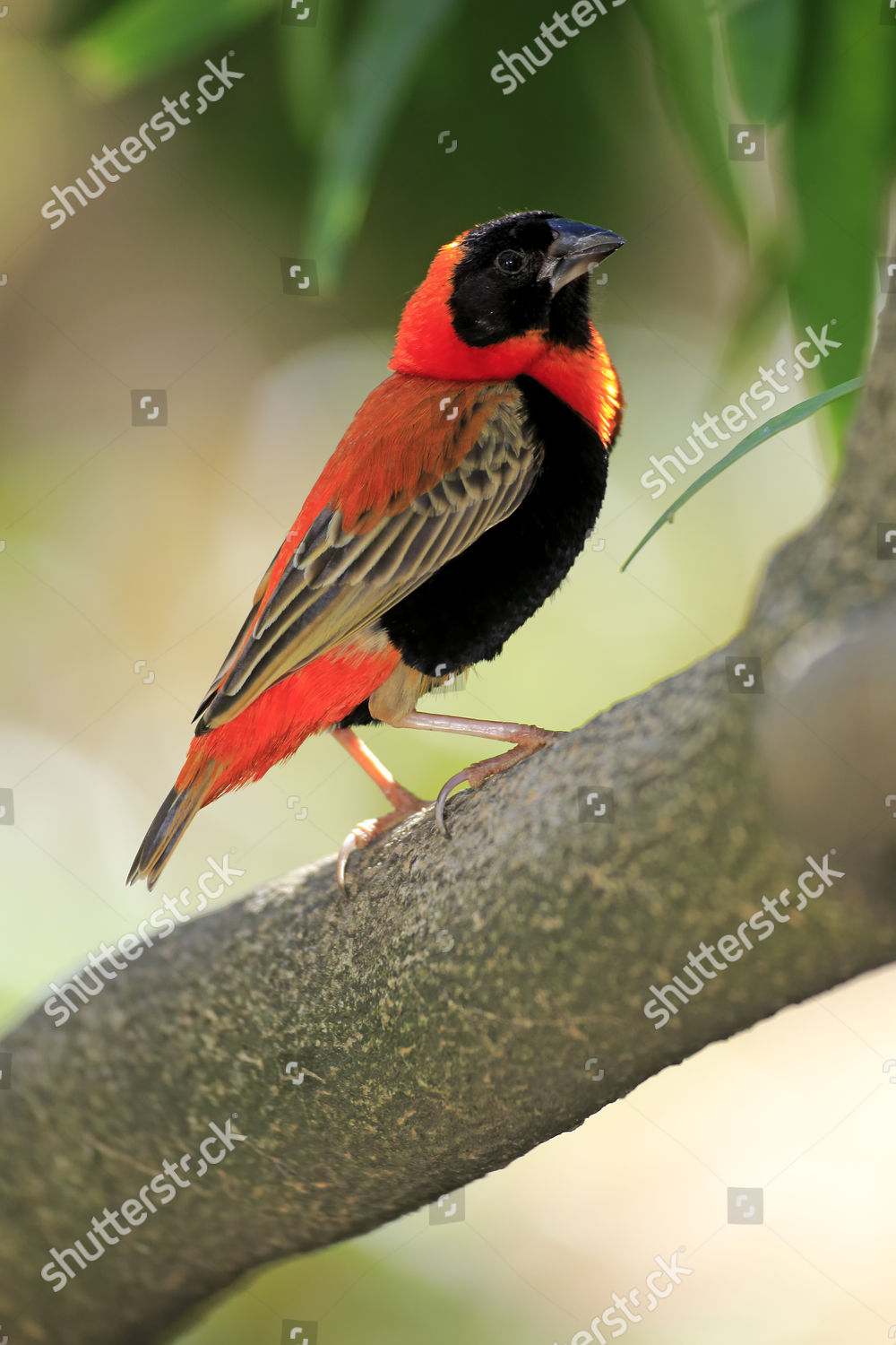 Southern Red Bishop Euplectes Orix Adult Editorial Stock Photo - Stock ...