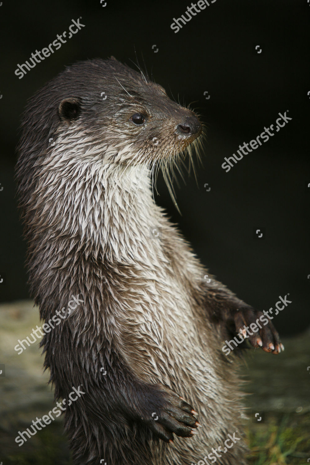 European Otter Lutra Lutra Standing Captive Editorial Stock Photo ...