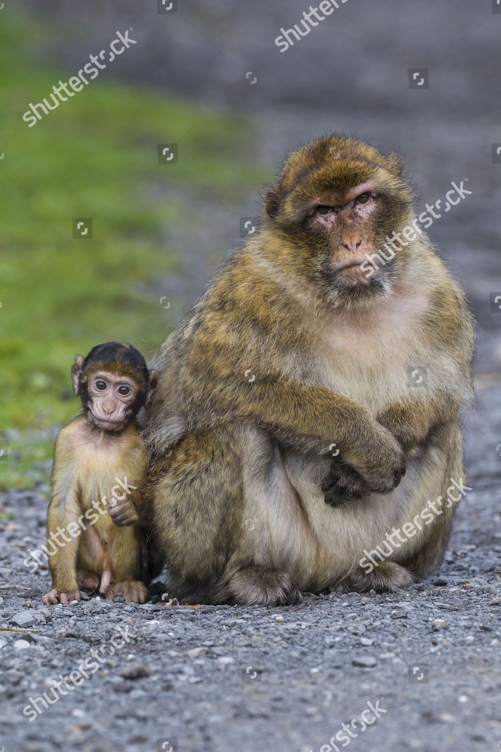 Barbary Macaque Macaca Sylvanus Adult Baby Editorial Stock Photo - Stock Image | Shutterstock