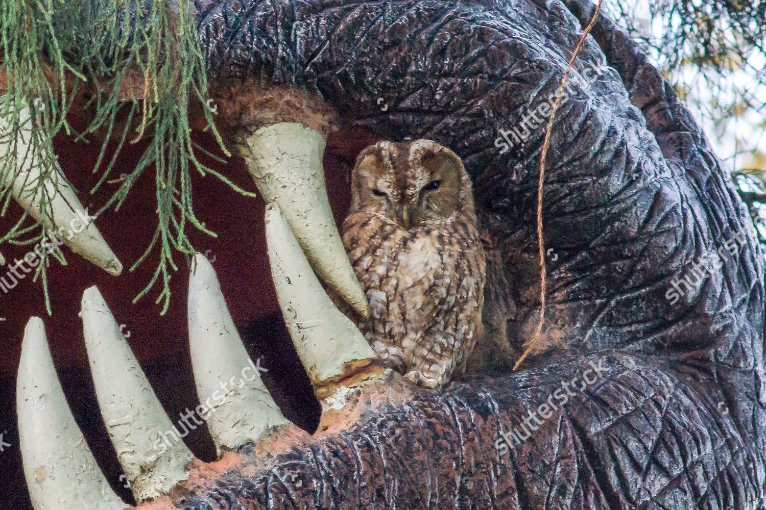 Tawny Owl Nesting Mouth Tyrannosaurus Rex Editorial Stock Photo - Stock ...