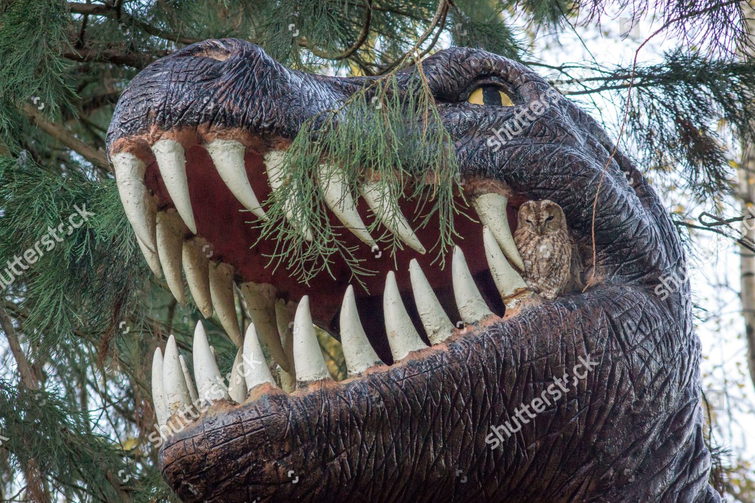 Tawny Owl Nesting Mouth Tyrannosaurus Rex Editorial Stock Photo - Stock ...