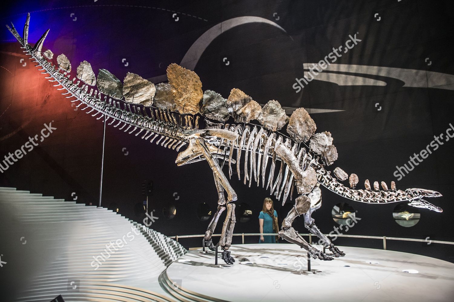 Stegosaurus Fossil