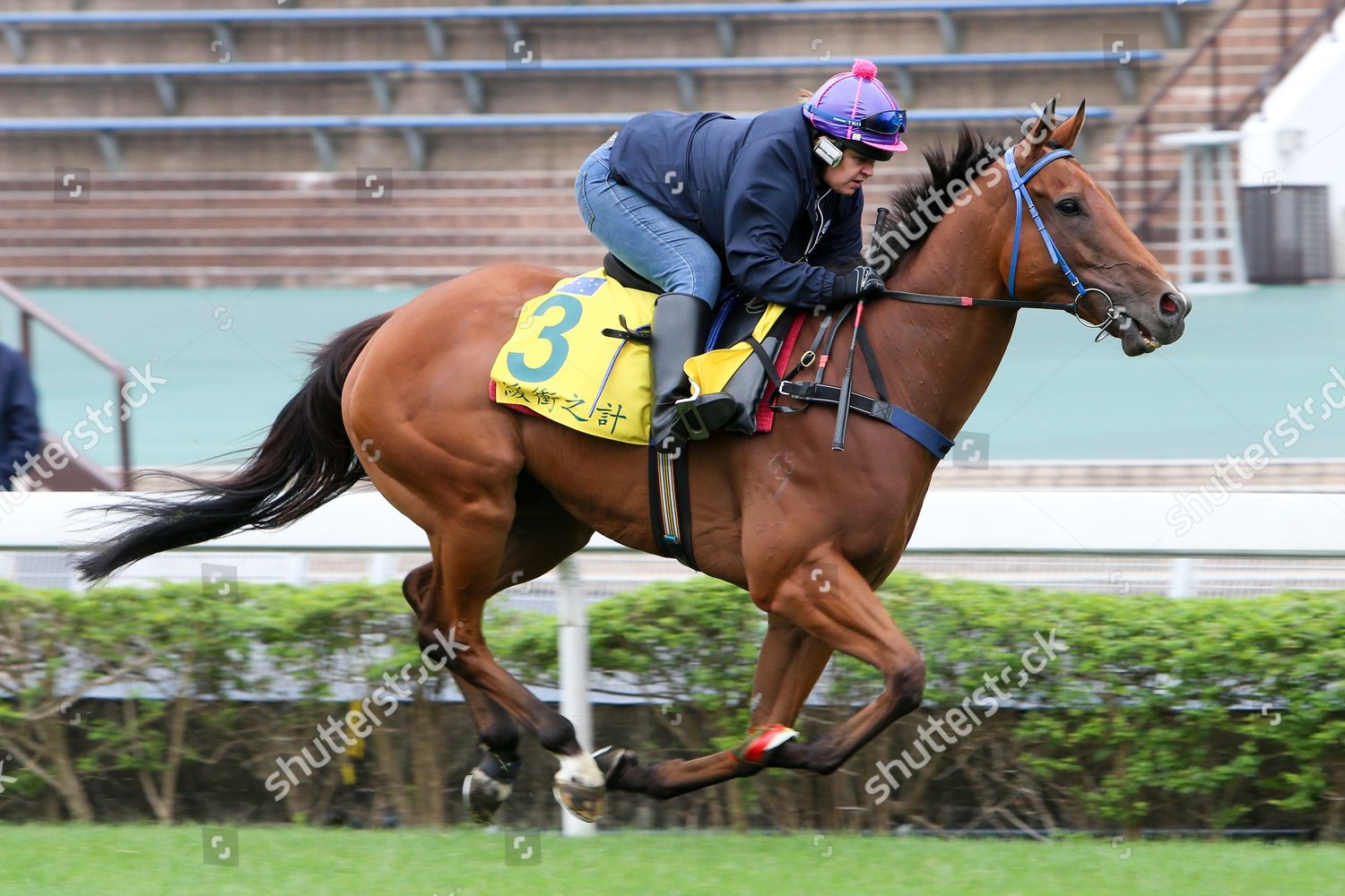 Buffering During Morning Trackwork Sha Tin Editorial Stock Photo ...