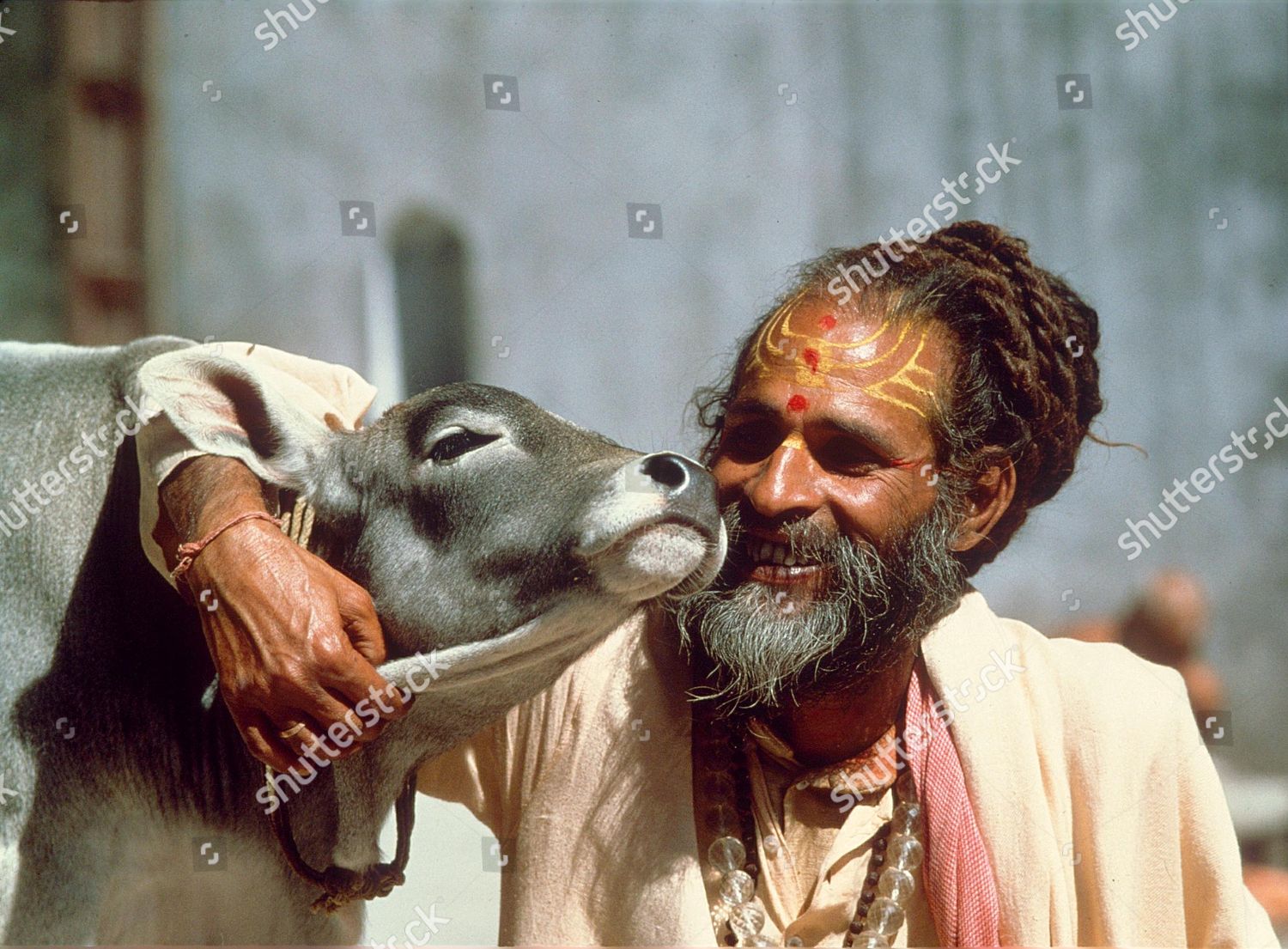 Priest Cow Temple Editorial Stock Photo - Stock Image | Shutterstock