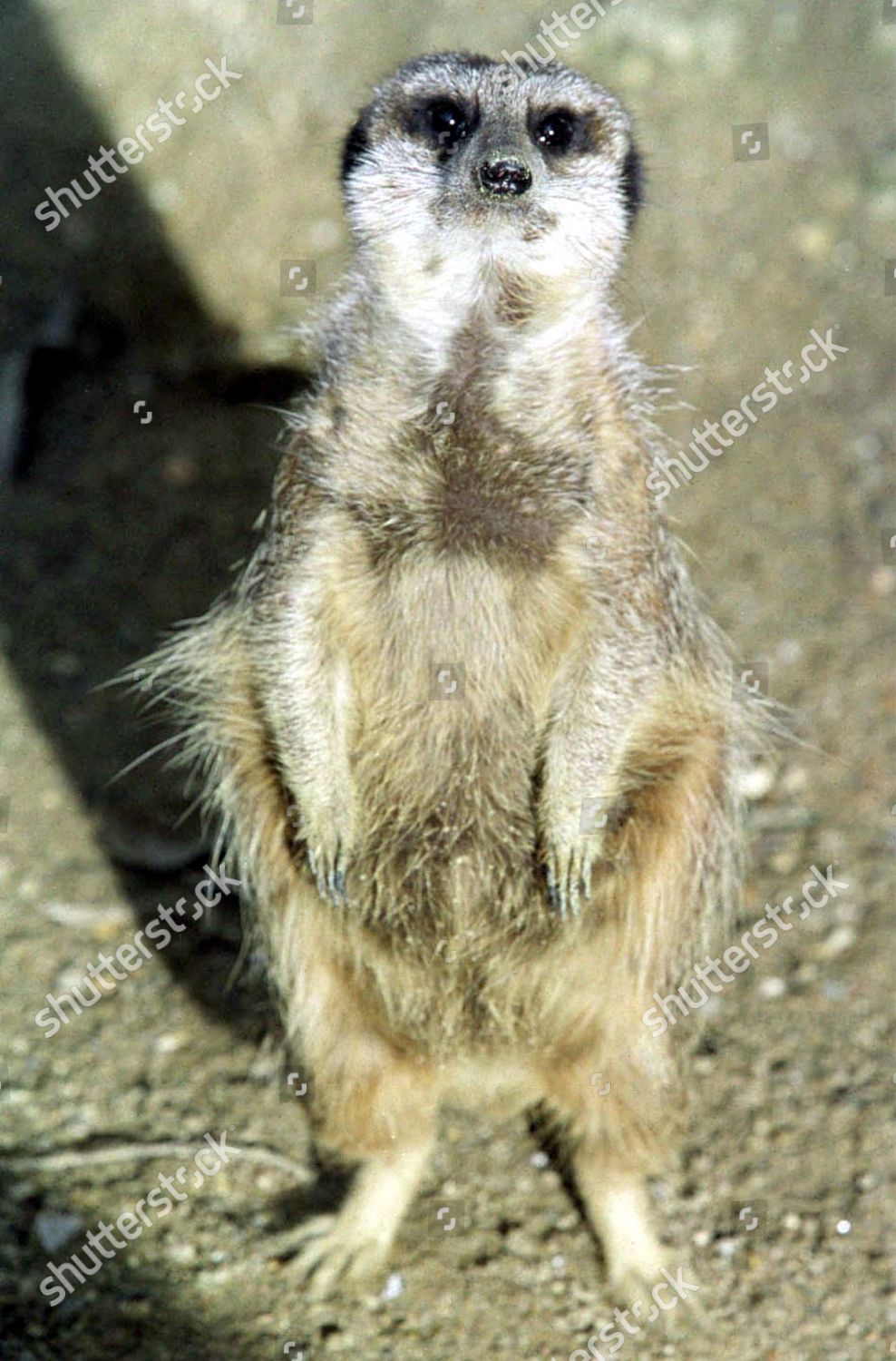 Meerkat Gatwick Zoo Editorial Stock Photo - Stock Image | Shutterstock