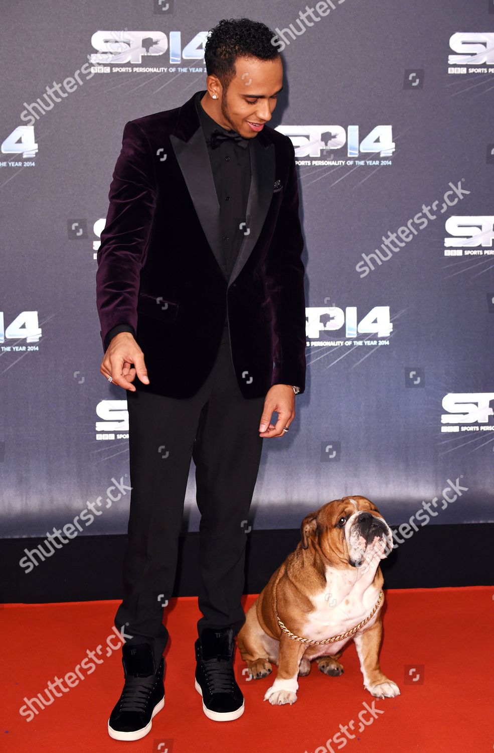 Lewis Hamilton Dog Roscoe Editorial Stock Photo - Stock Image ...