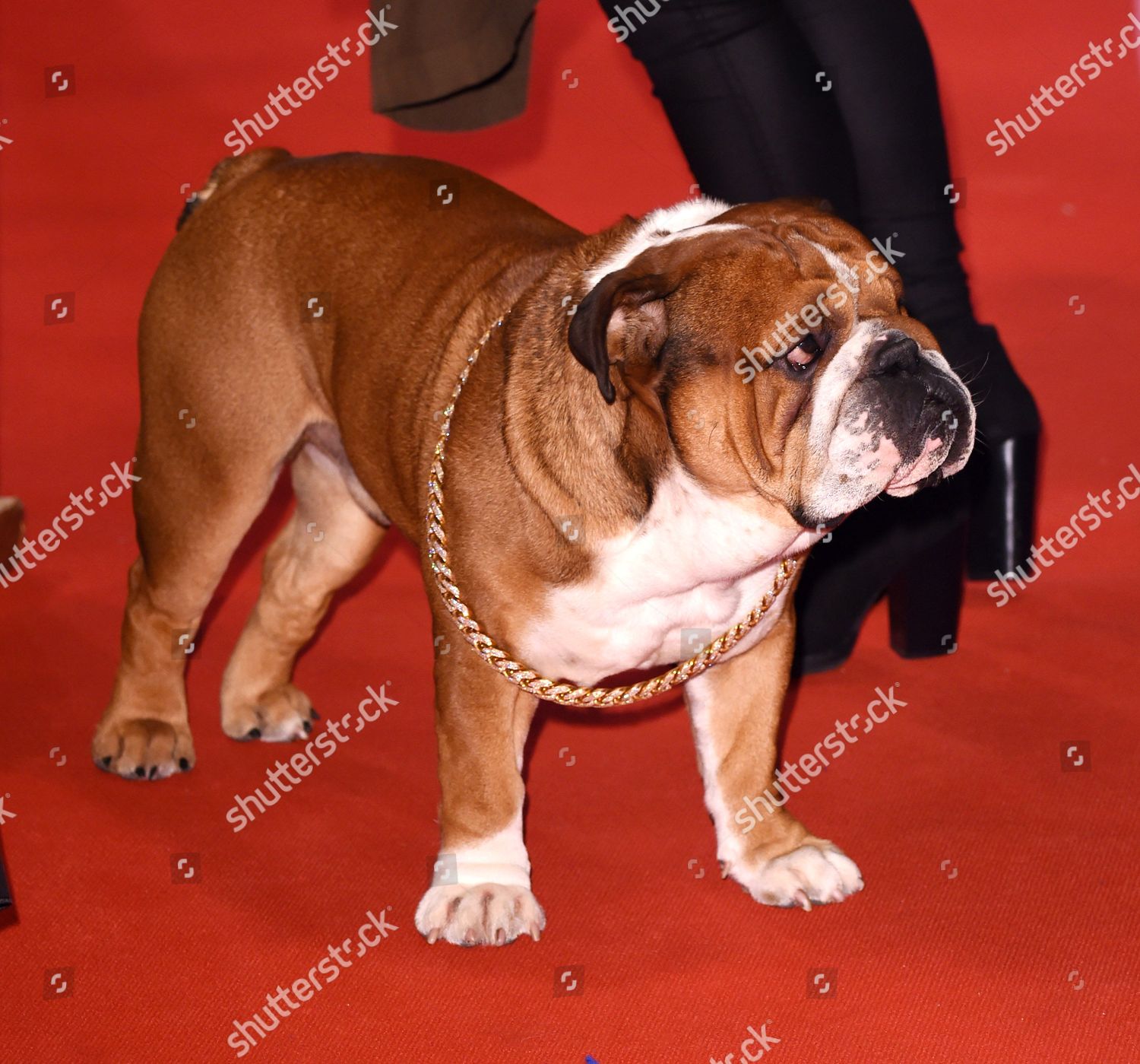 Lewis Hamilton Dog Roscoe Editorial Stock Photo - Stock Image ...