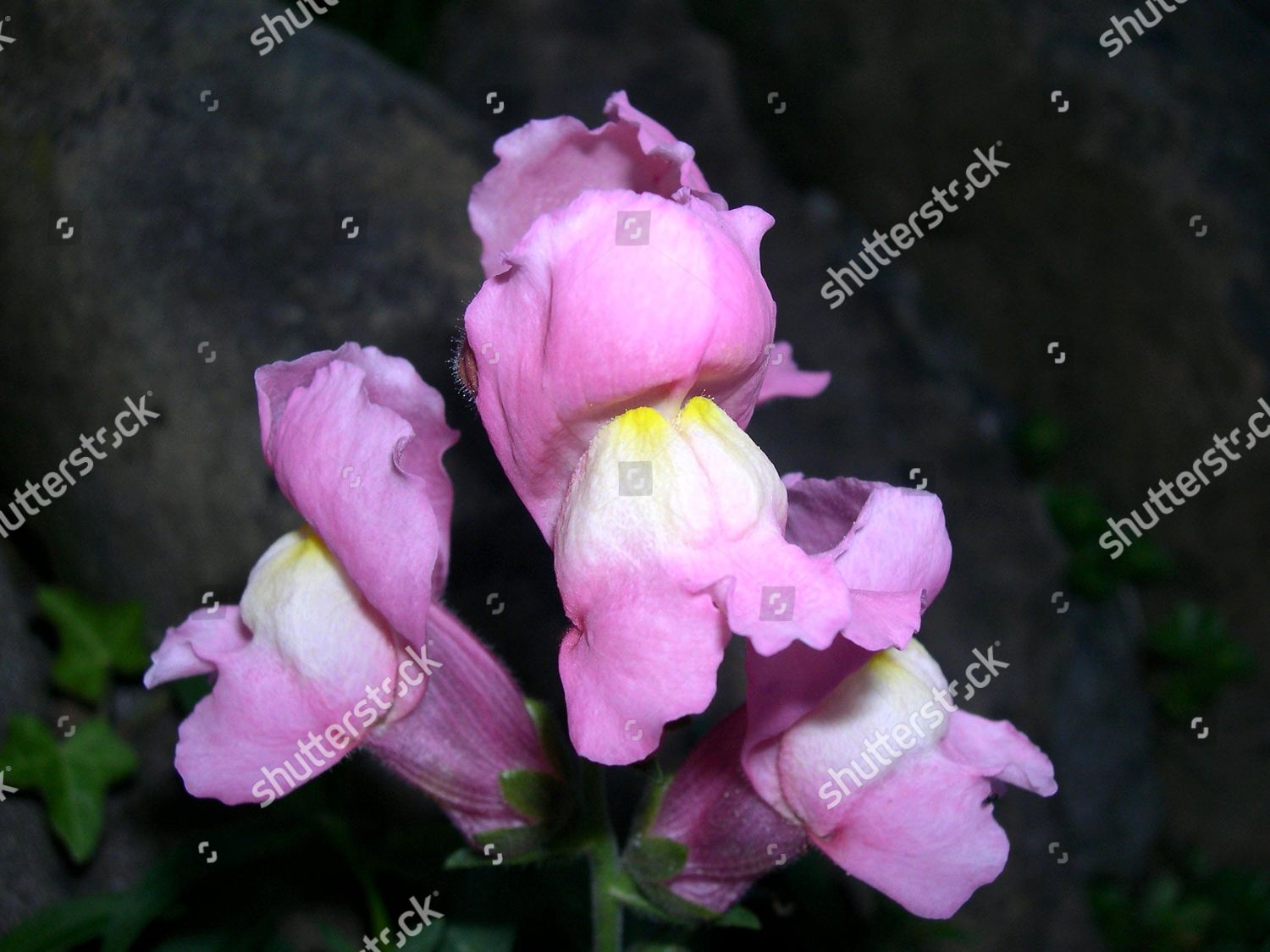 Snap Dragon Editorial Stock Photo - Stock Image | Shutterstock