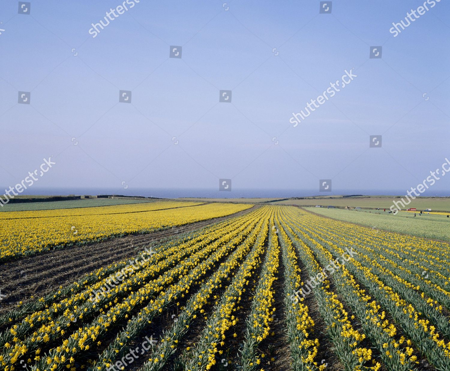 Daffodil Farm Editorial Stock Photo - Stock Image | Shutterstock