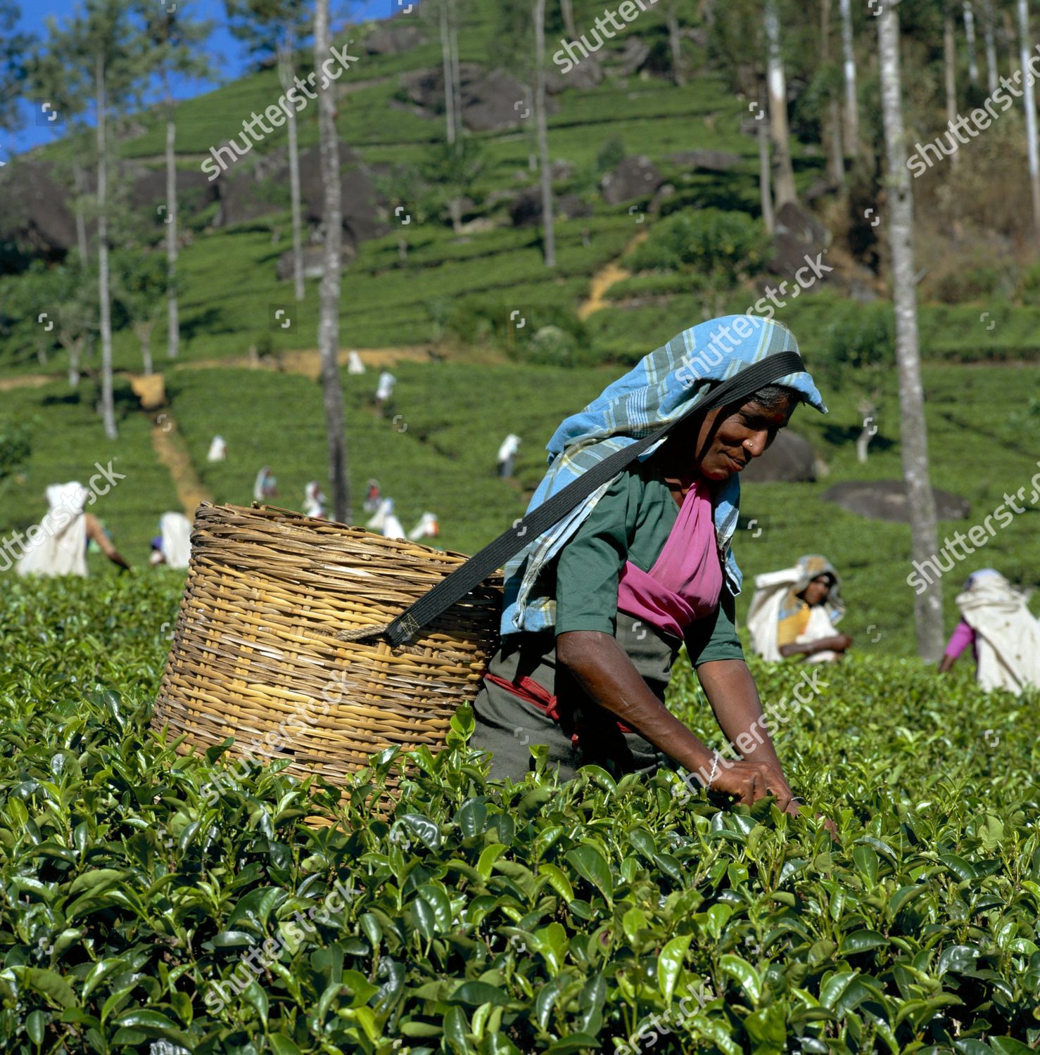 Woman Tea Plucker Sri Lanka Editorial Stock Photo - Stock Image ...