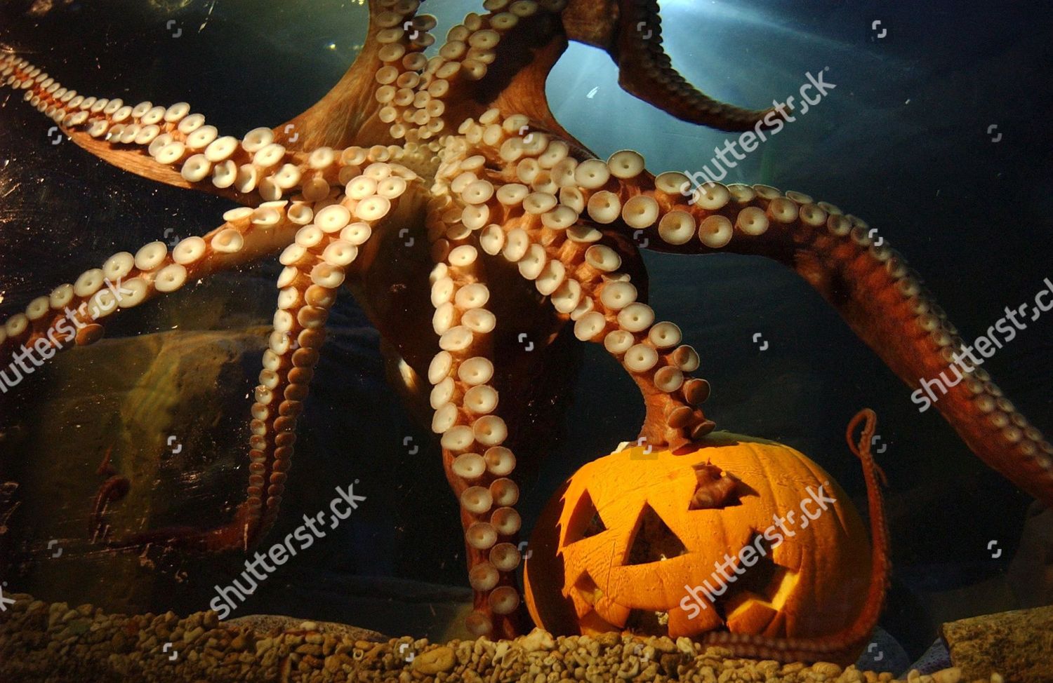 Barney Octopus Tentacle Span Over Two Editorial Stock Photo - Stock ...