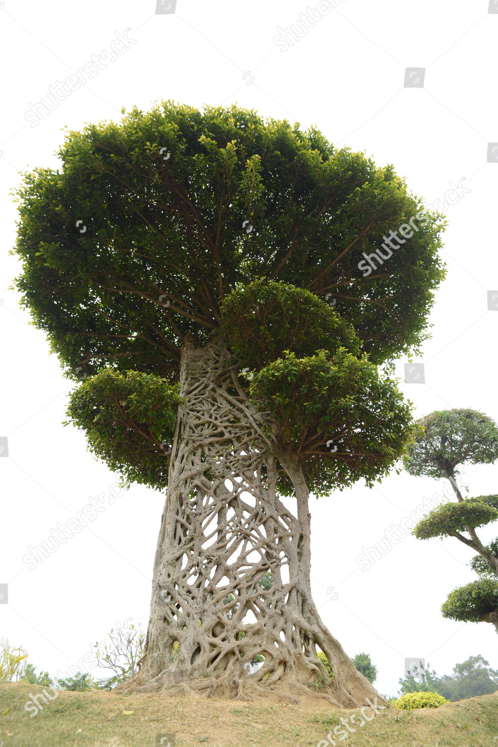 Odd Trees Trunk Which Looks Like Editorial Stock Photo - Stock Image ...
