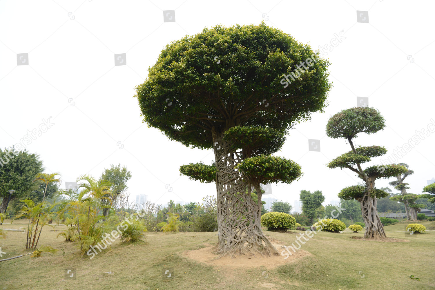 Odd Trees Trunk Which Looks Like Editorial Stock Photo - Stock Image ...