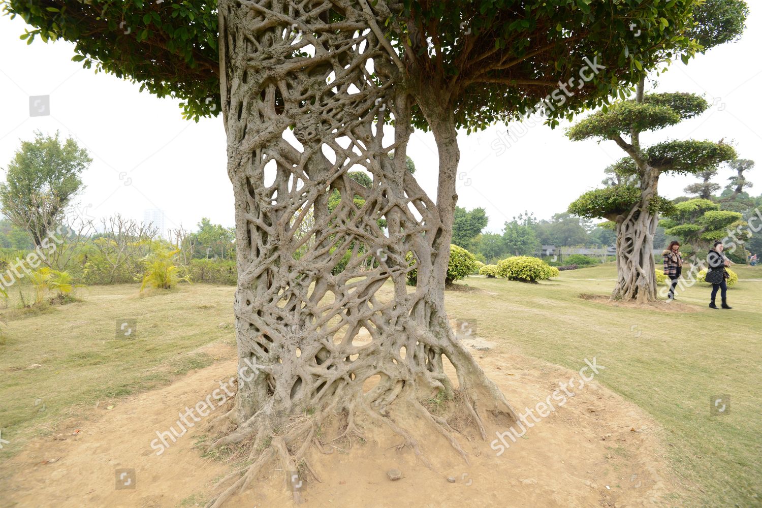 Odd Trees Trunk Which Looks Like Editorial Stock Photo - Stock Image ...