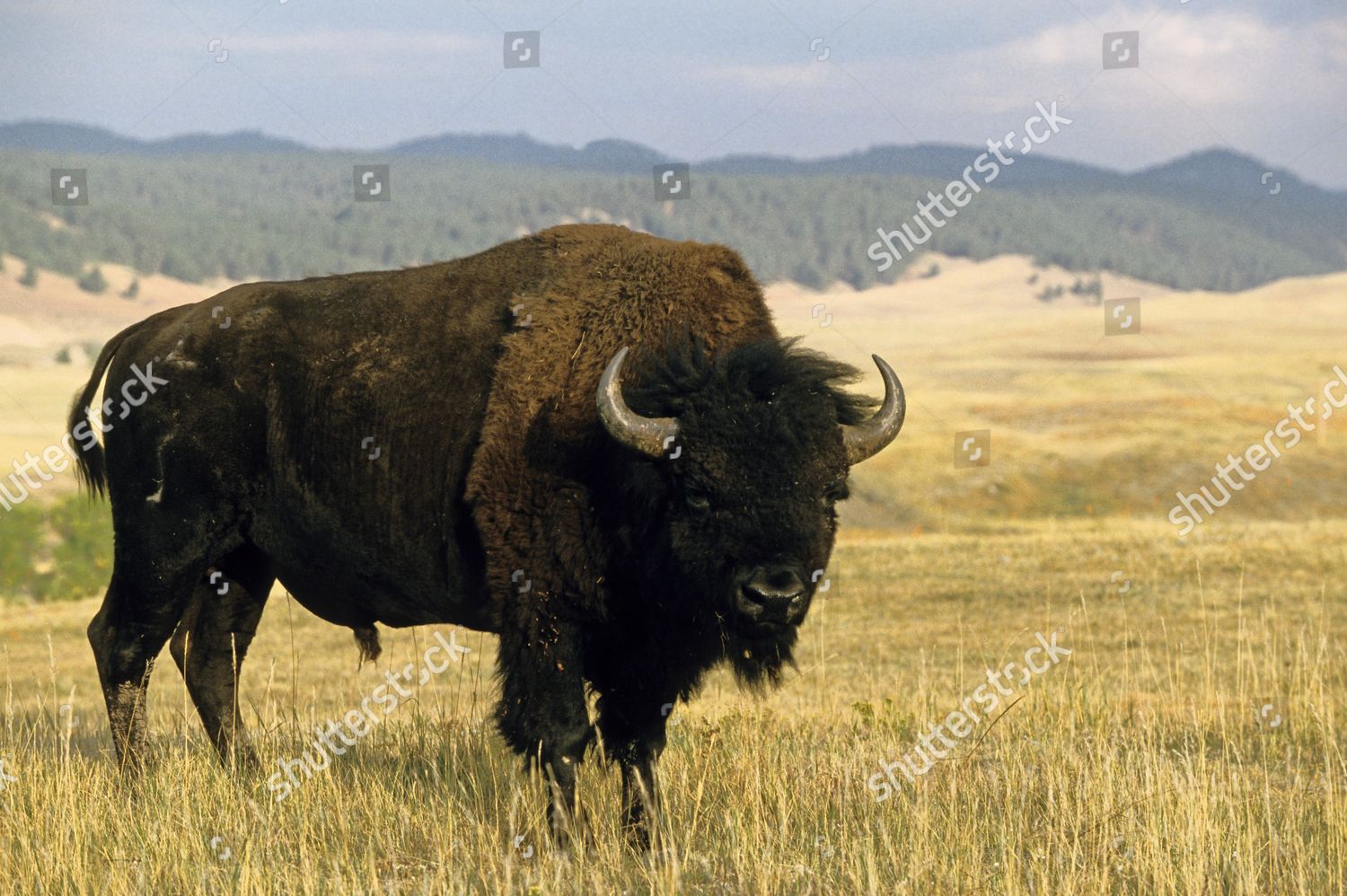 One Buffalos Largest Buffalo Herd World Editorial Stock Photo - Stock ...