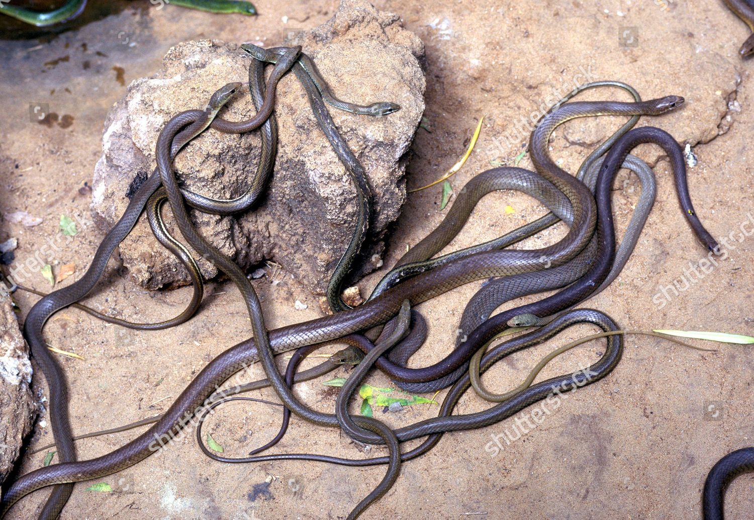 Snake Pit Snake Farm Malindi Editorial Stock Photo - Stock Image ...