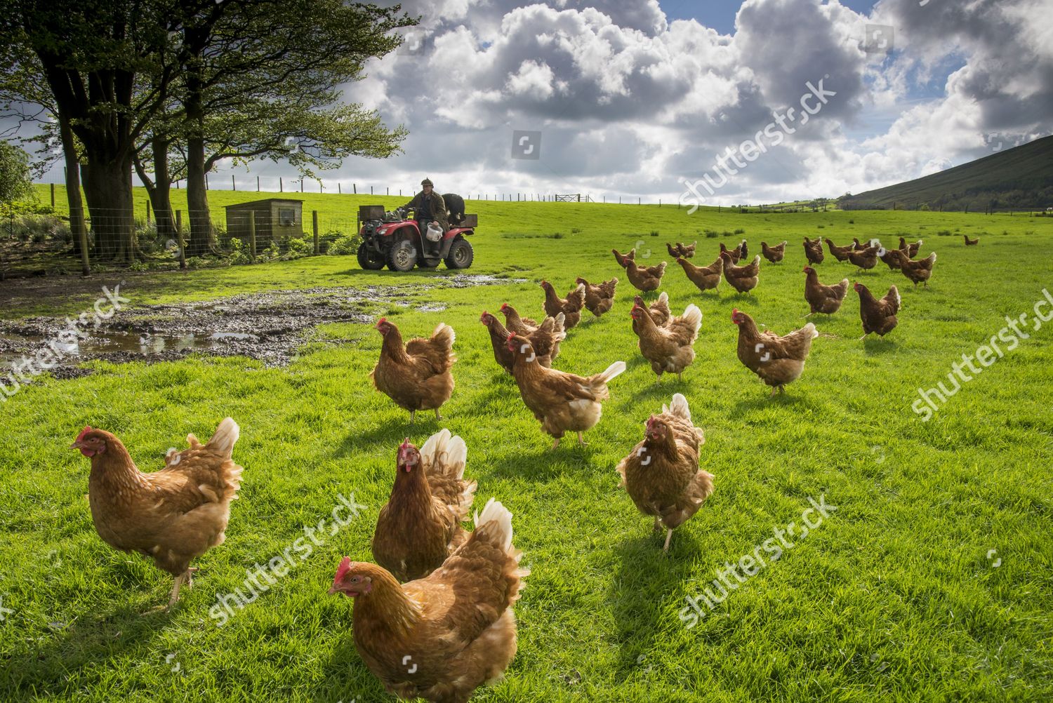 Domestic Chicken Freerange Hens Flock Pasture Editorial Stock Photo ...